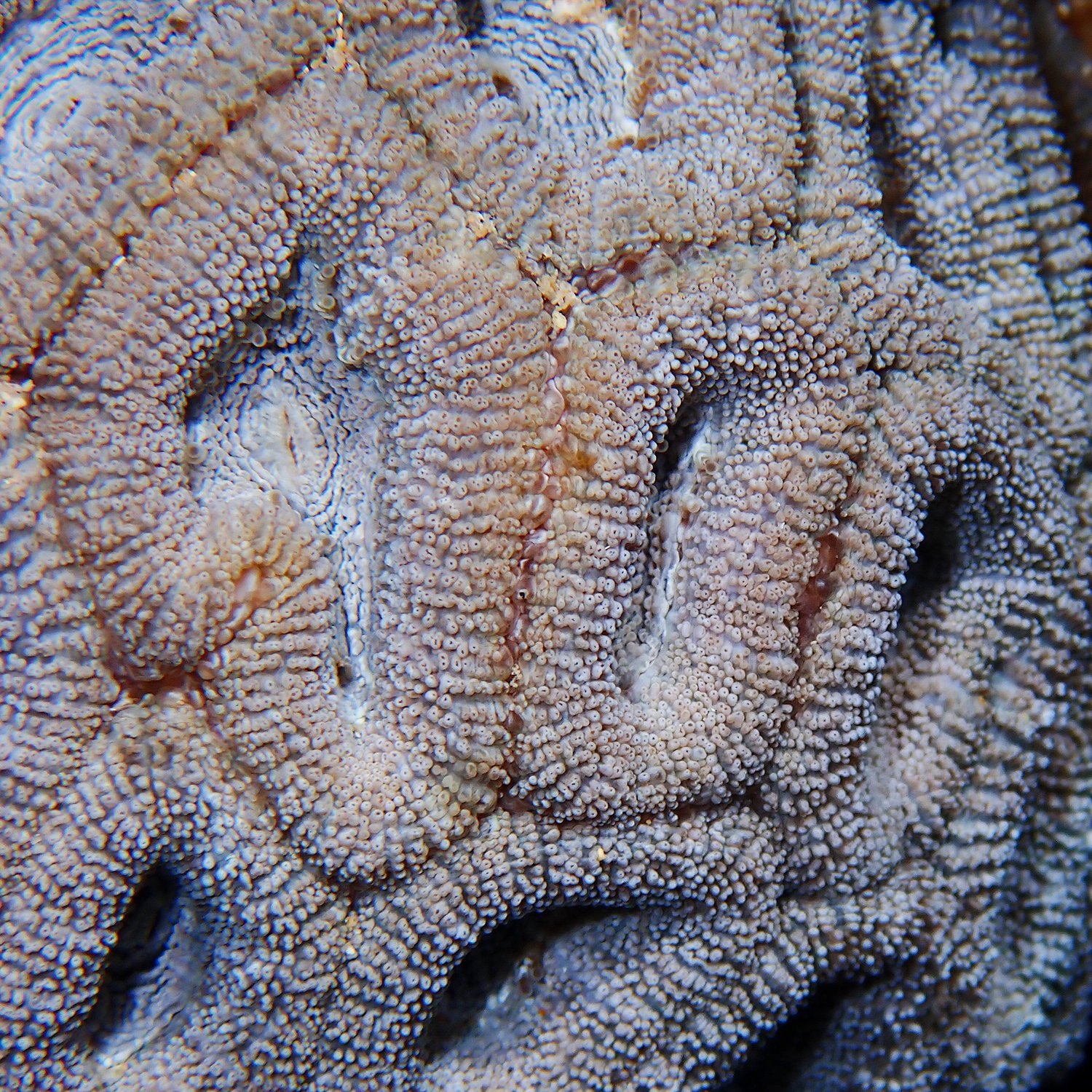 Norfolk Island's Coral