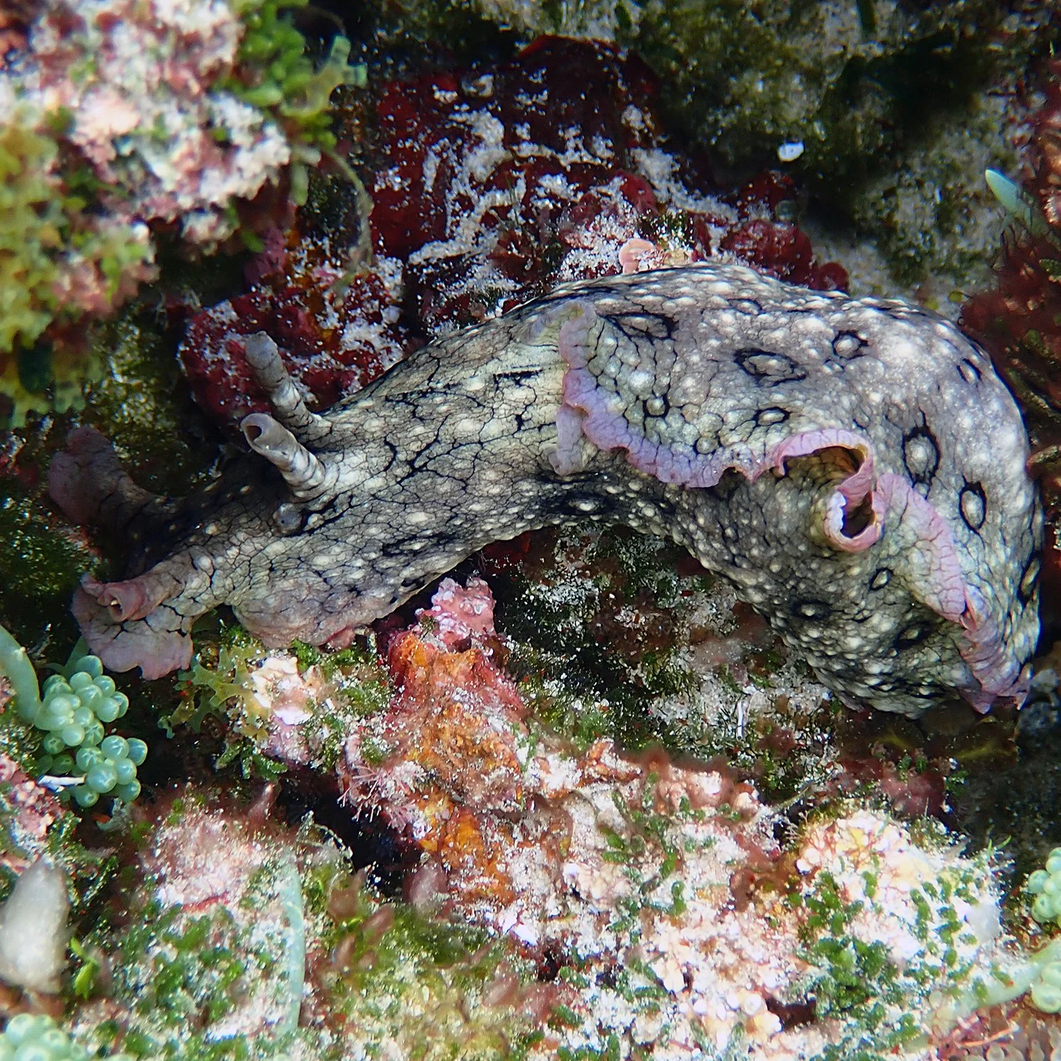 Sea hares – our submarine shreks — Norfolk Island's Reef