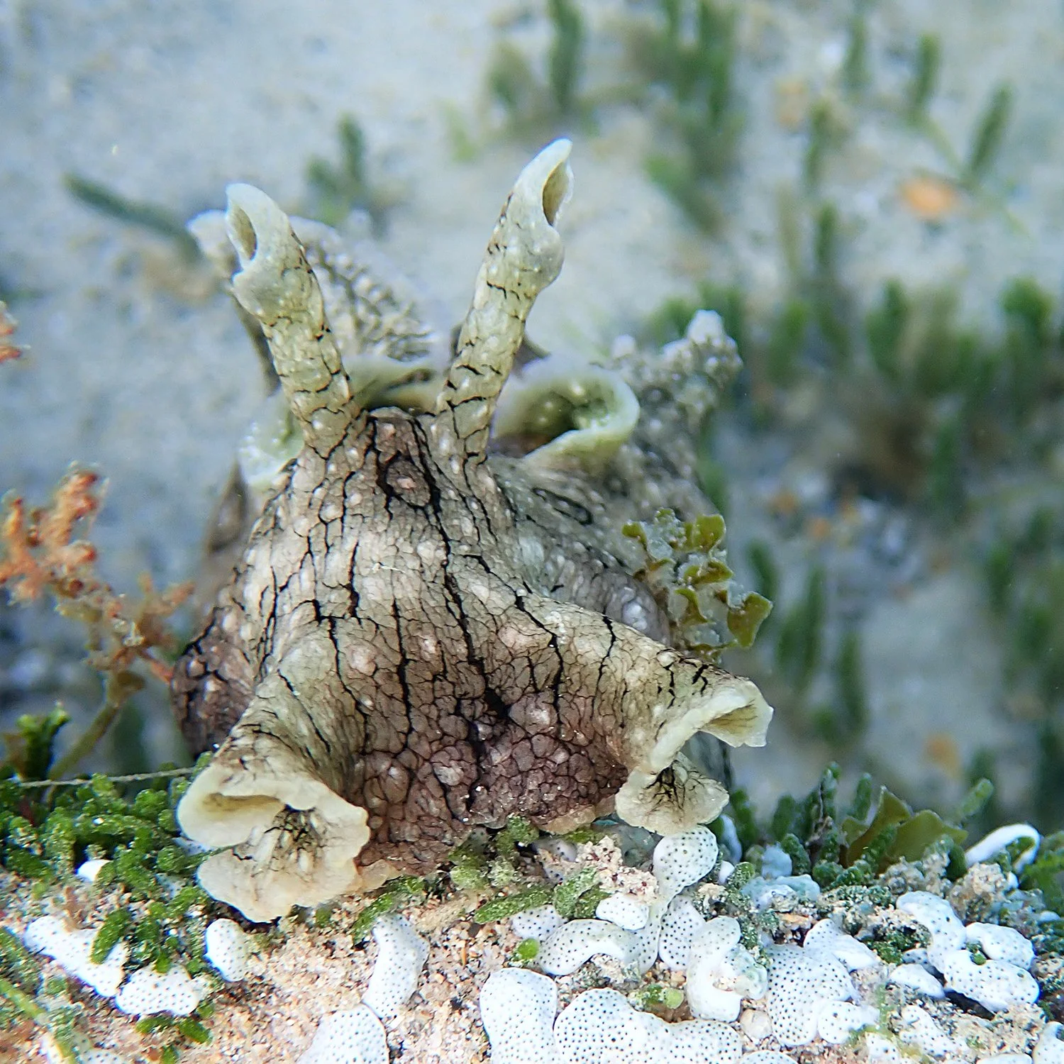 Sea hares – our submarine shreks — Norfolk Island's Reef