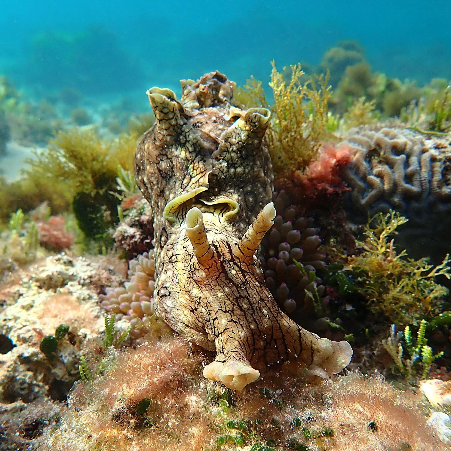 Sea hares – our submarine shreks — Norfolk Island's Reef
