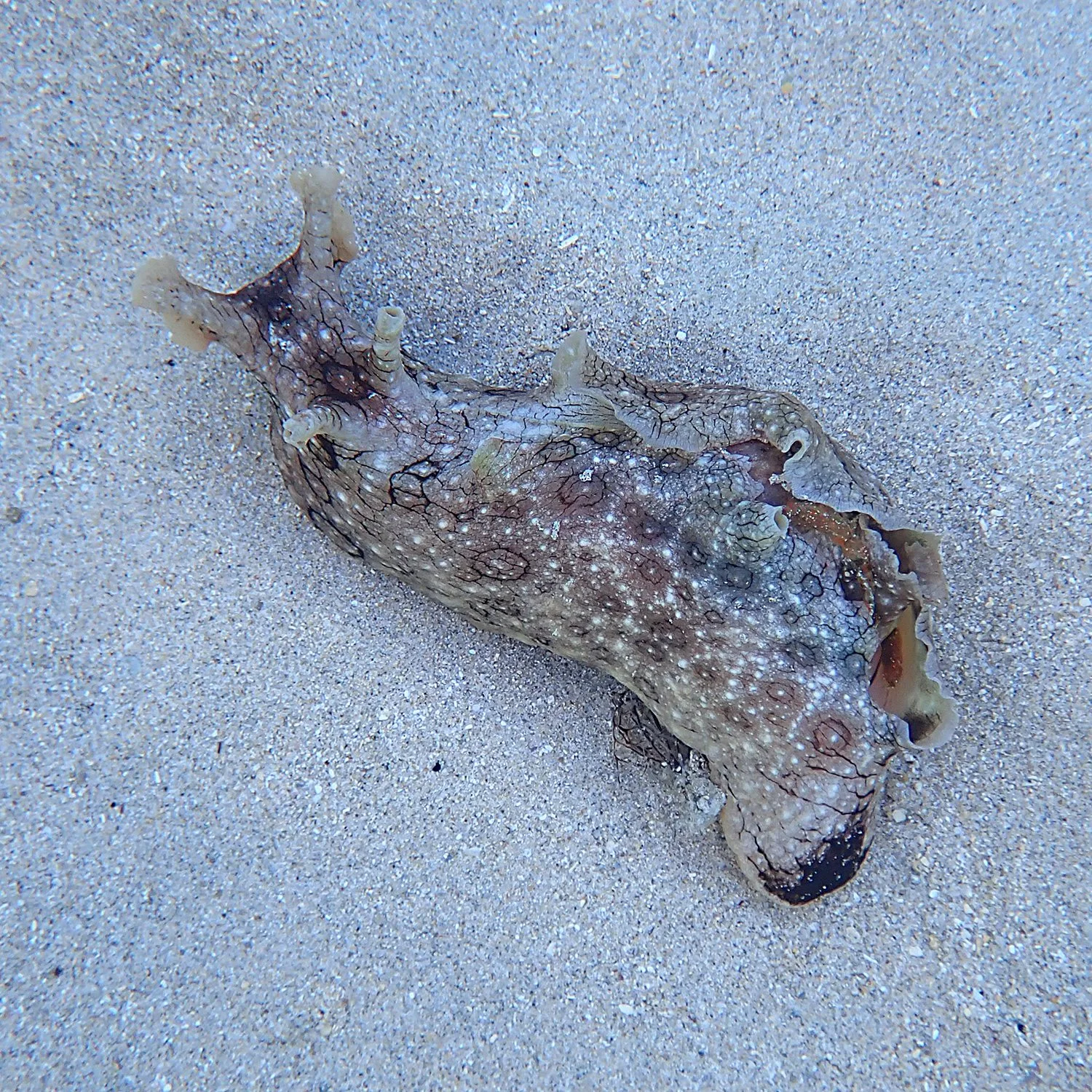 Sea hares – our submarine shreks — Norfolk Island's Reef