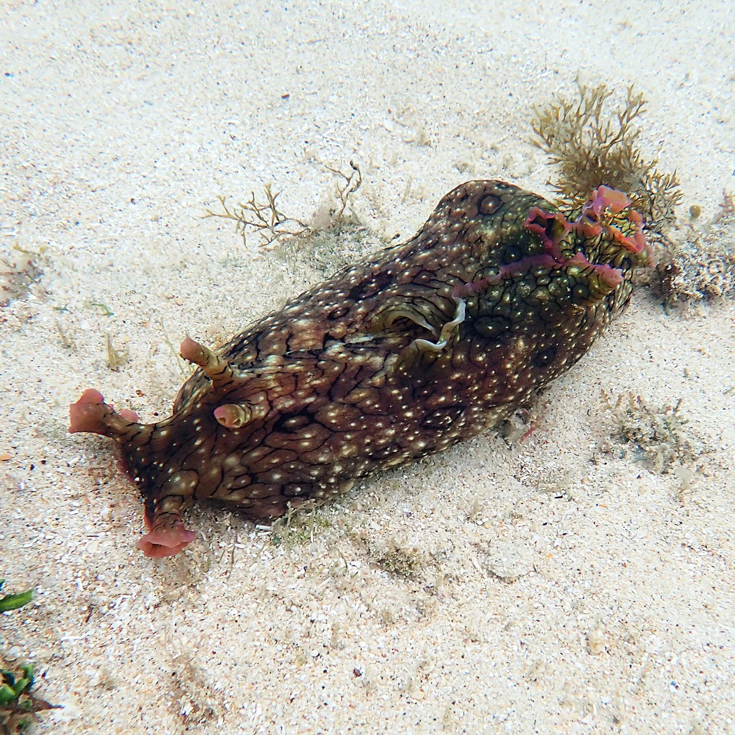 Sea hares – our submarine shreks — Norfolk Island's Reef