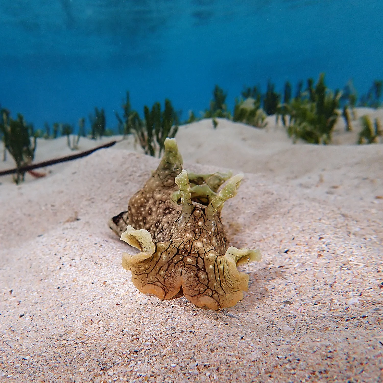 Sea hares – our submarine shreks — Norfolk Island's Reef