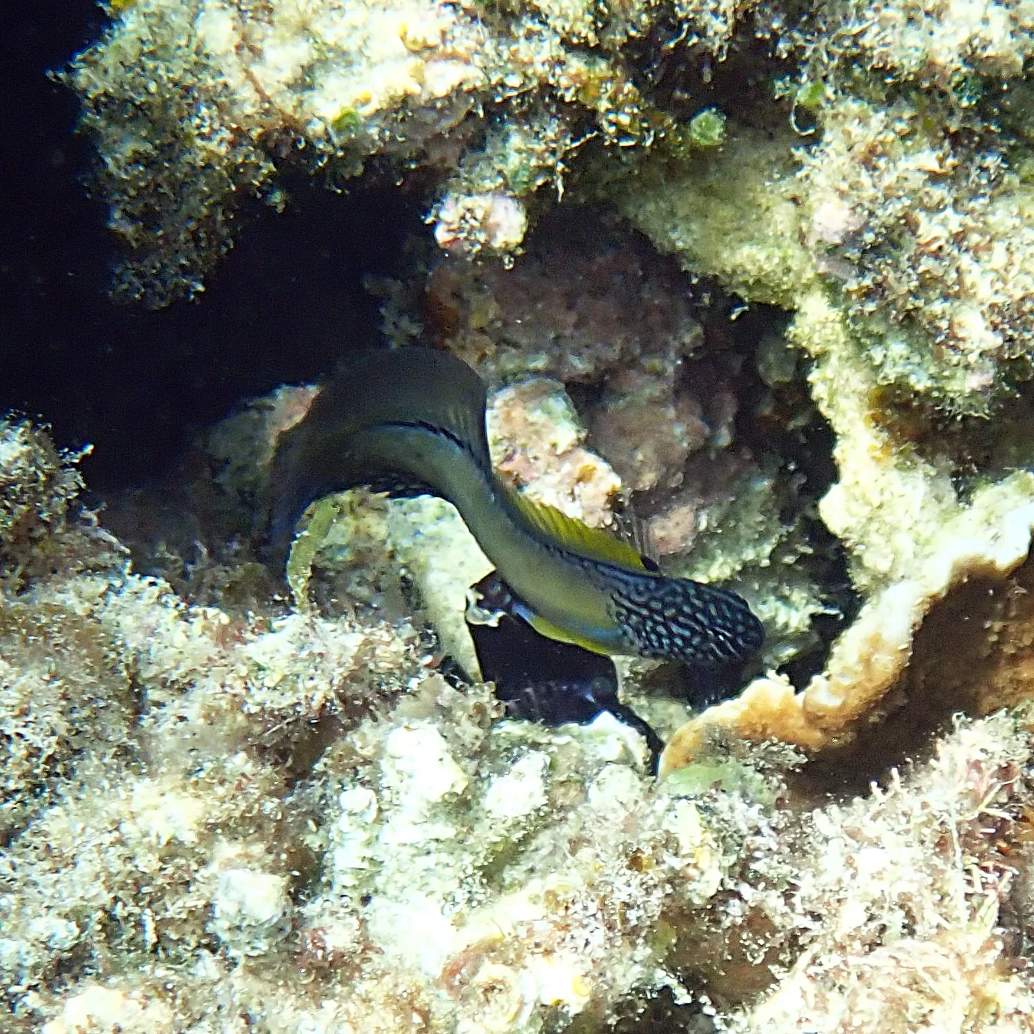 Norfolk Island's Reef Fish