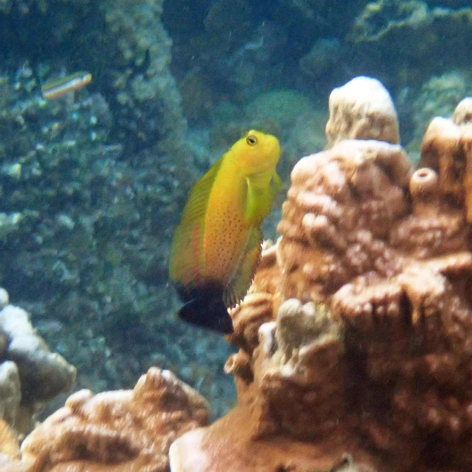 Norfolk Island's Reef Fish