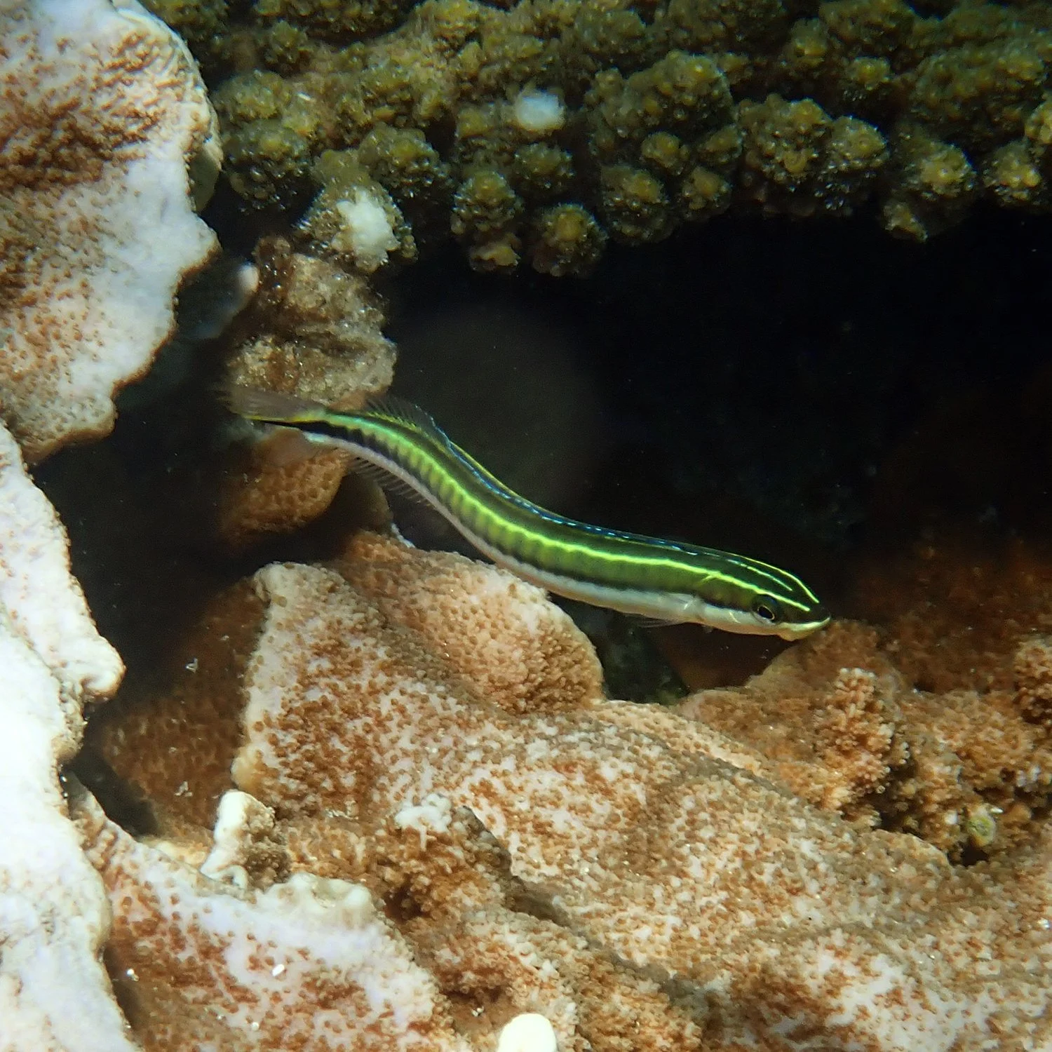 Norfolk Island's Reef Fish