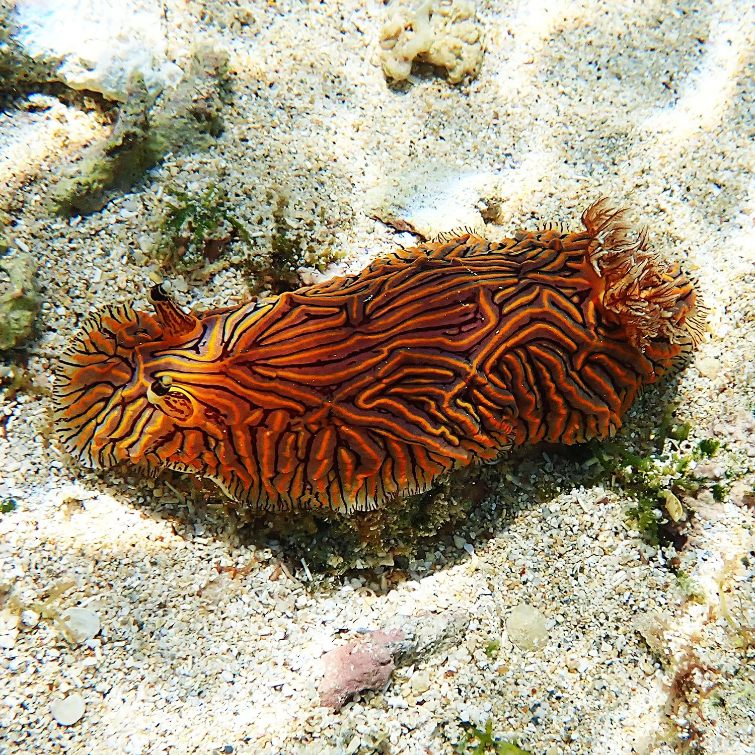 The funky seventies sea slug – Halgerda willeyi — Norfolk Island's Reef