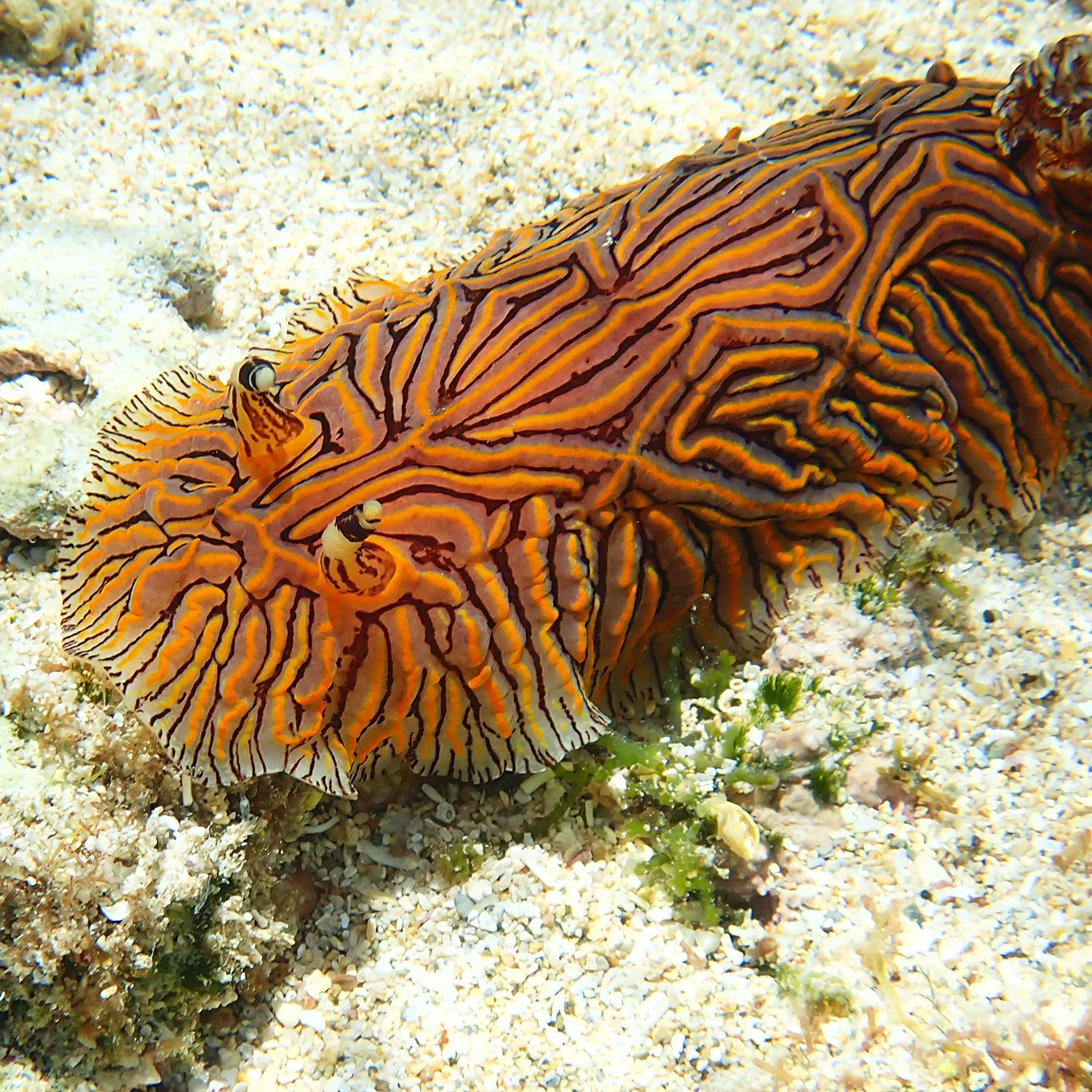The funky seventies sea slug – Halgerda willeyi — Norfolk Island's Reef
