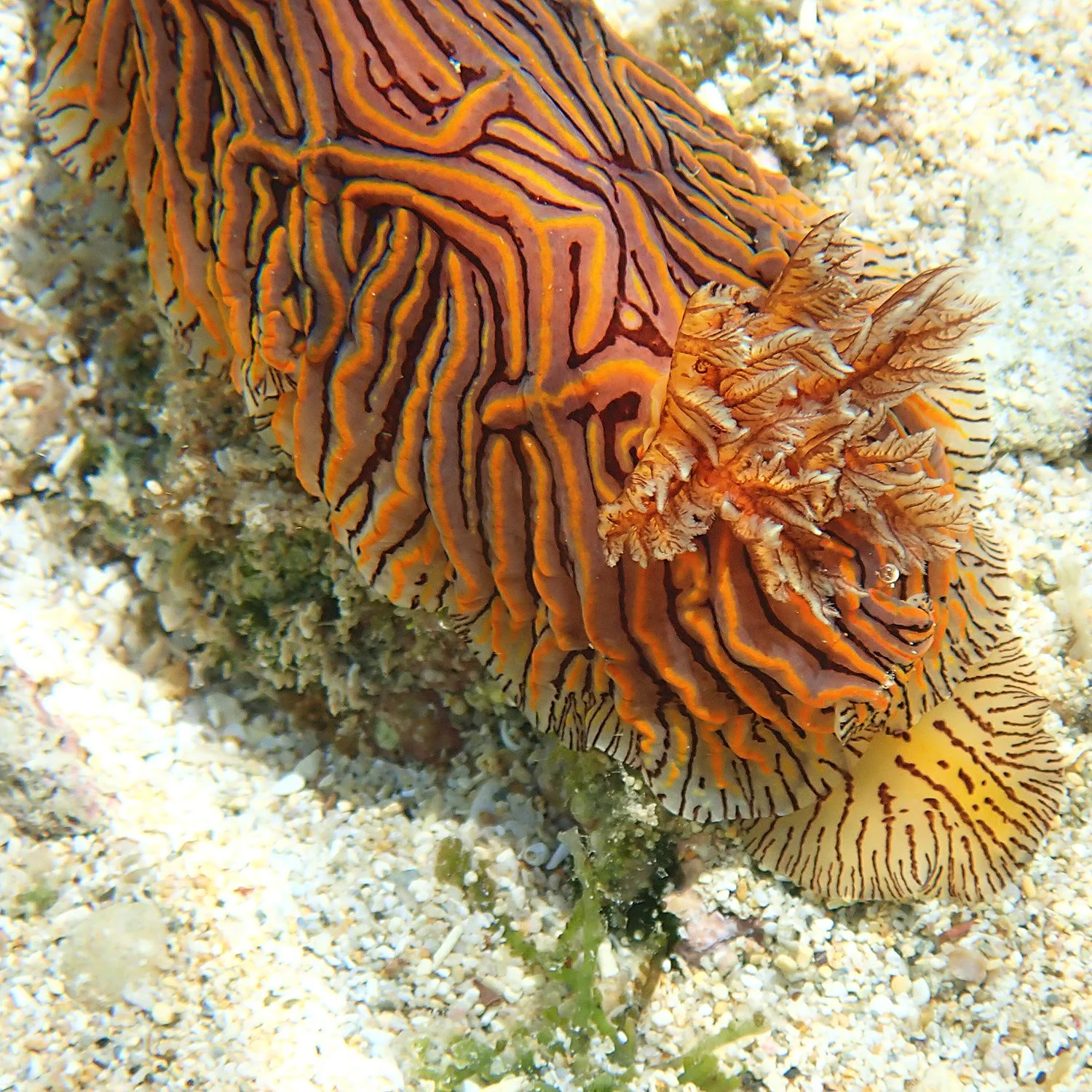 The funky seventies sea slug – Halgerda willeyi — Norfolk Island's Reef