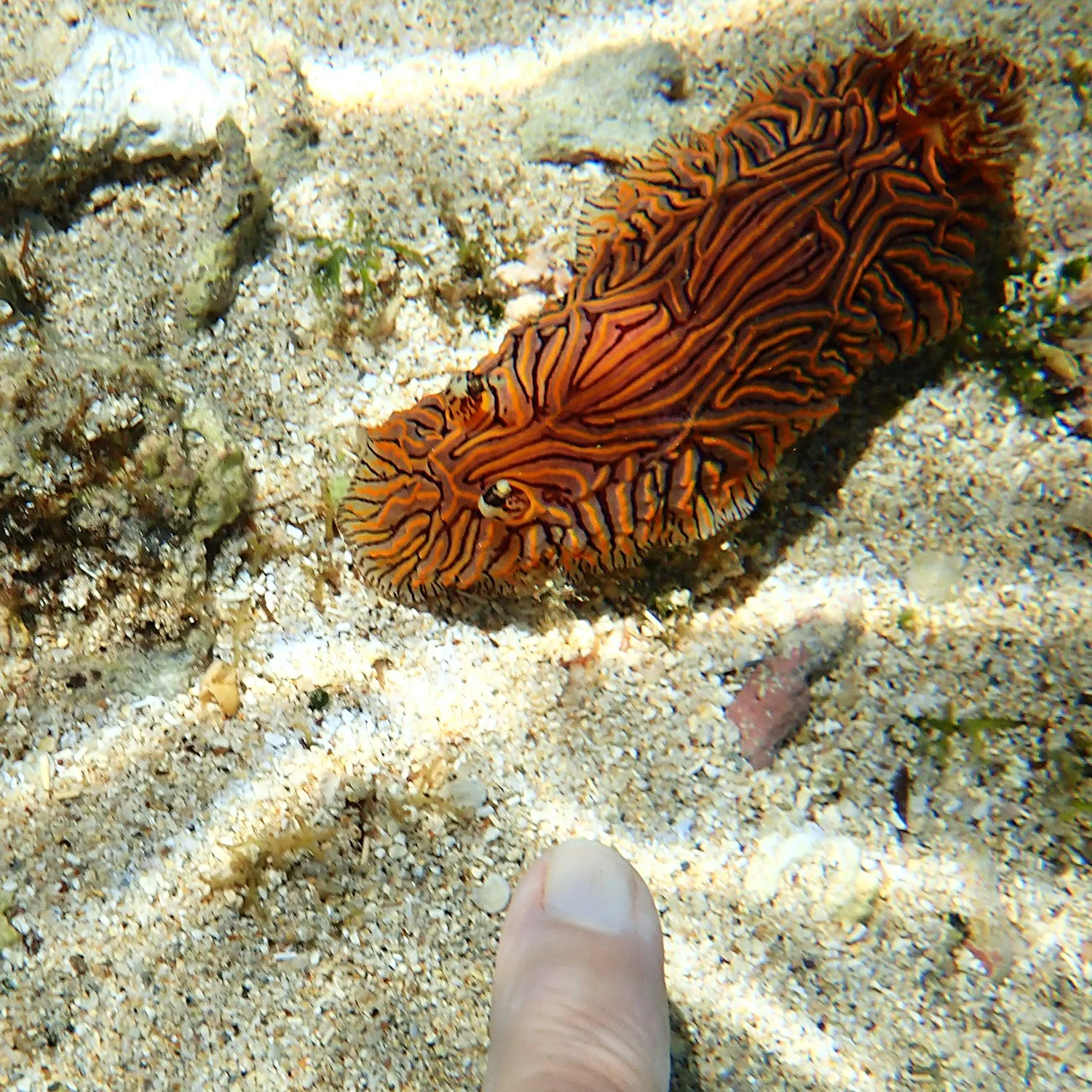 The funky seventies sea slug – Halgerda willeyi — Norfolk Island's Reef