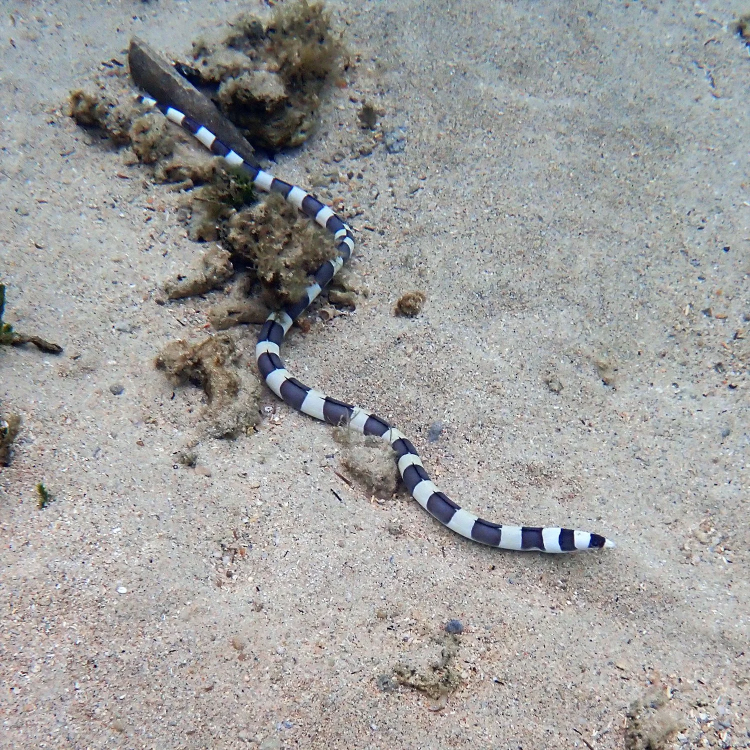 Beneath the waves in Emily Bay, Norfolk Island — Norfolk Island's Reef