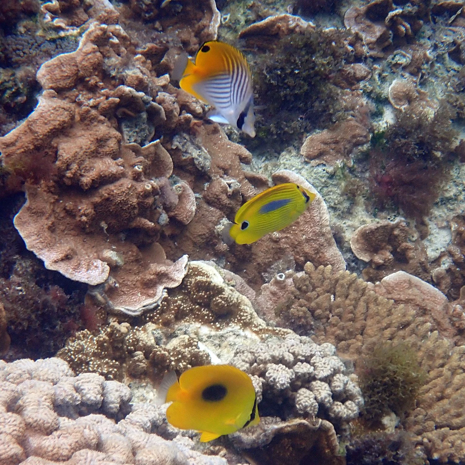 No coral? No butterflyfish! — Norfolk Island's Reef
