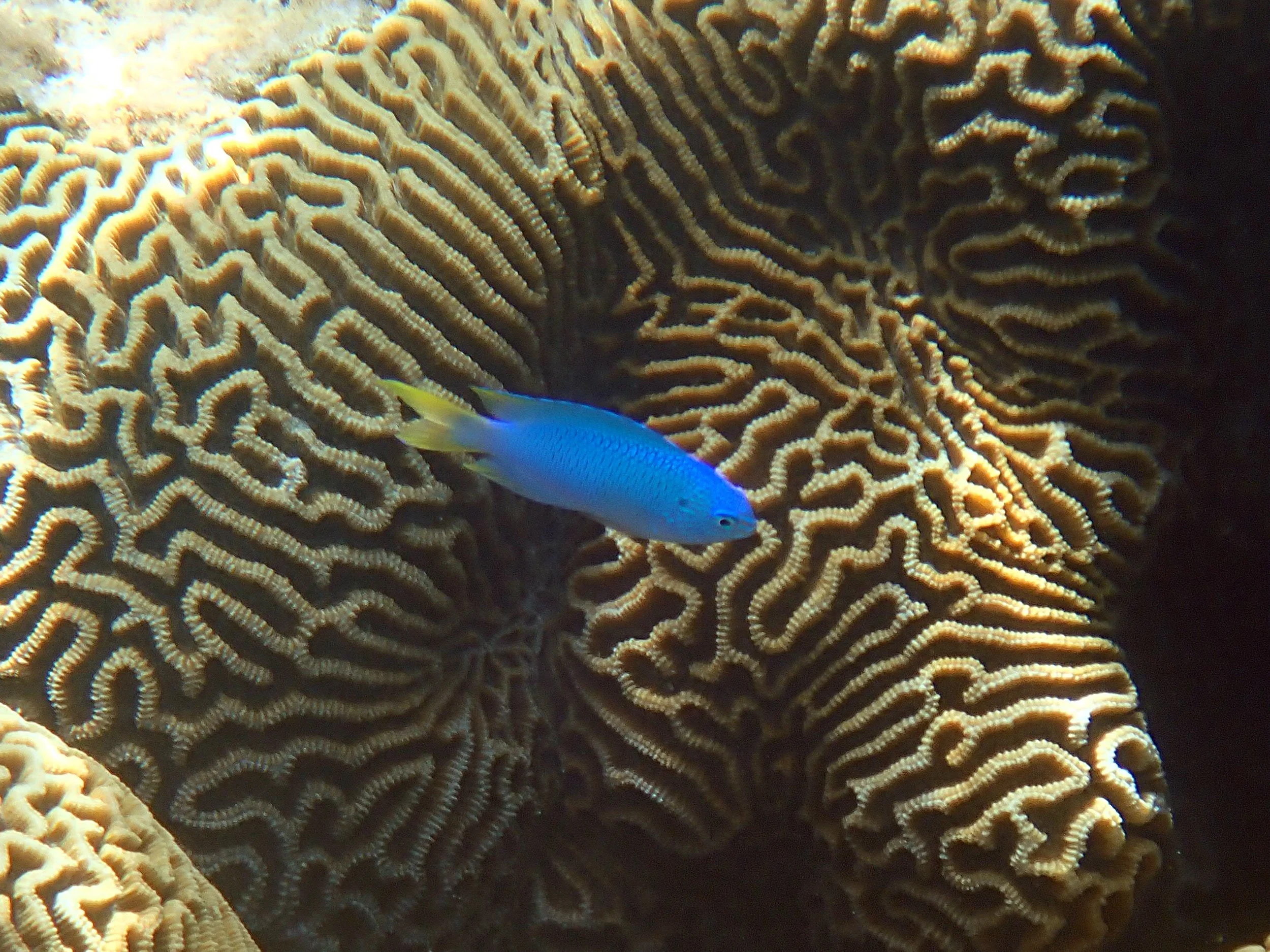 The curious case of the peacock damselfish — Norfolk Island's Reef