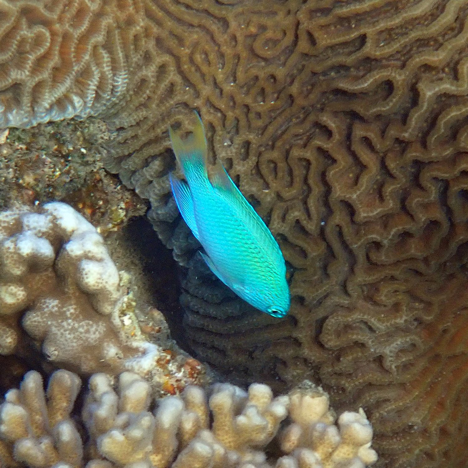 The curious case of the peacock damselfish — Norfolk Island's Reef