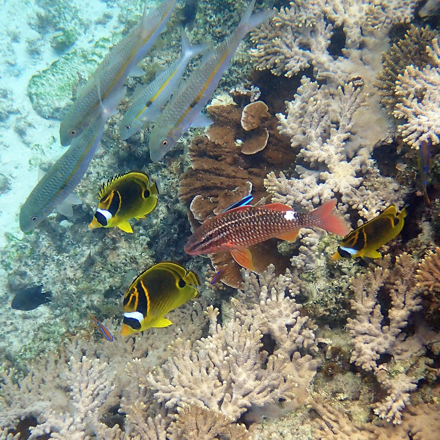 One small fish for one big job — Norfolk Island's Reef