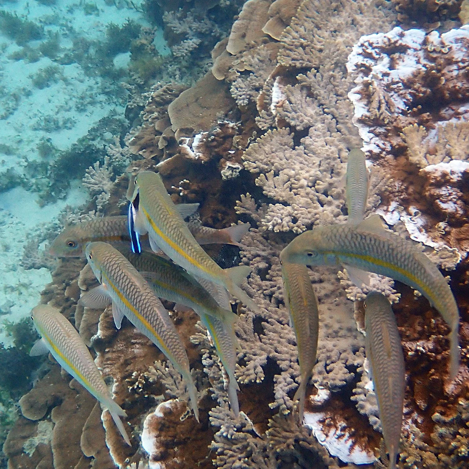 One small fish for one big job — Norfolk Island's Reef