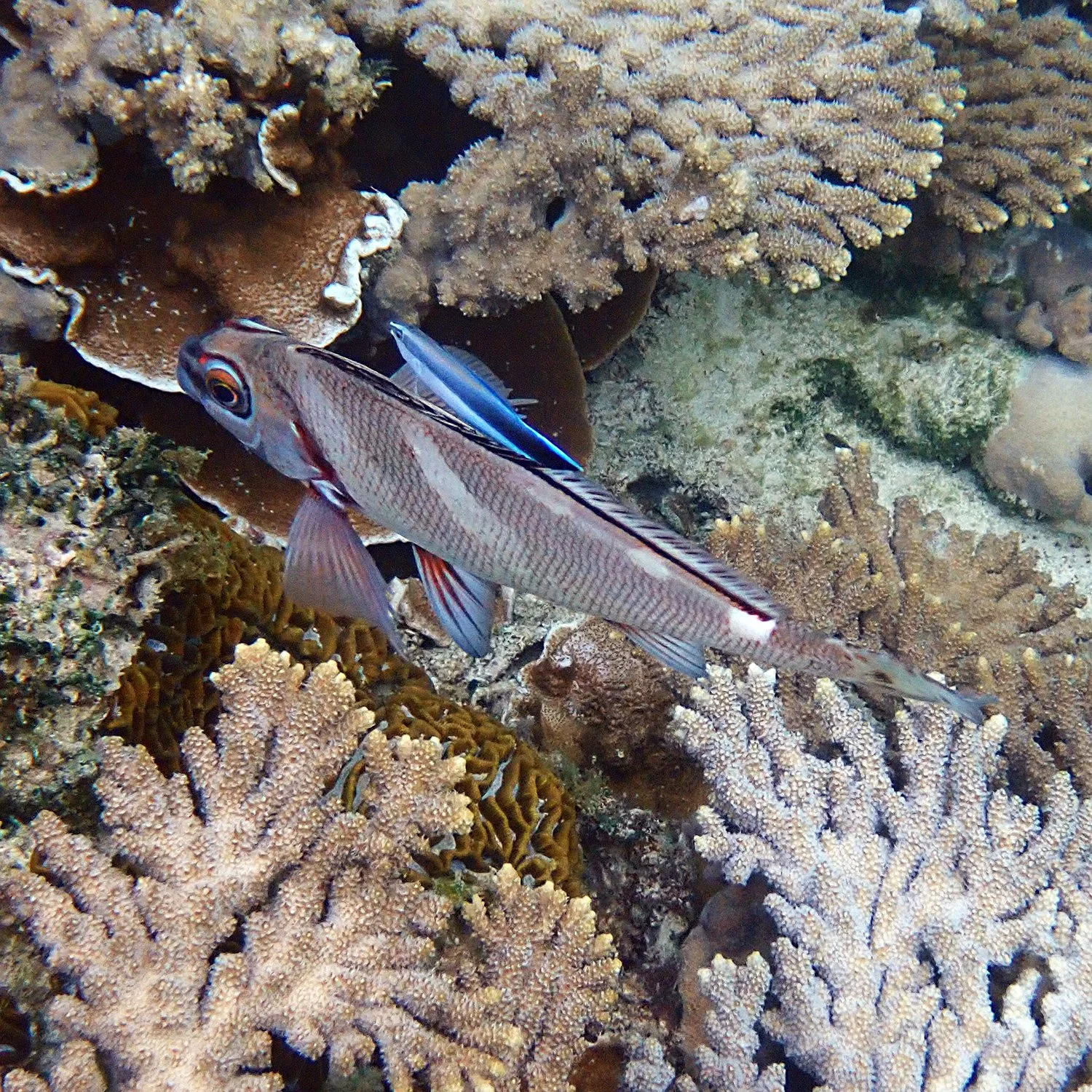 One small fish for one big job — Norfolk Island's Reef