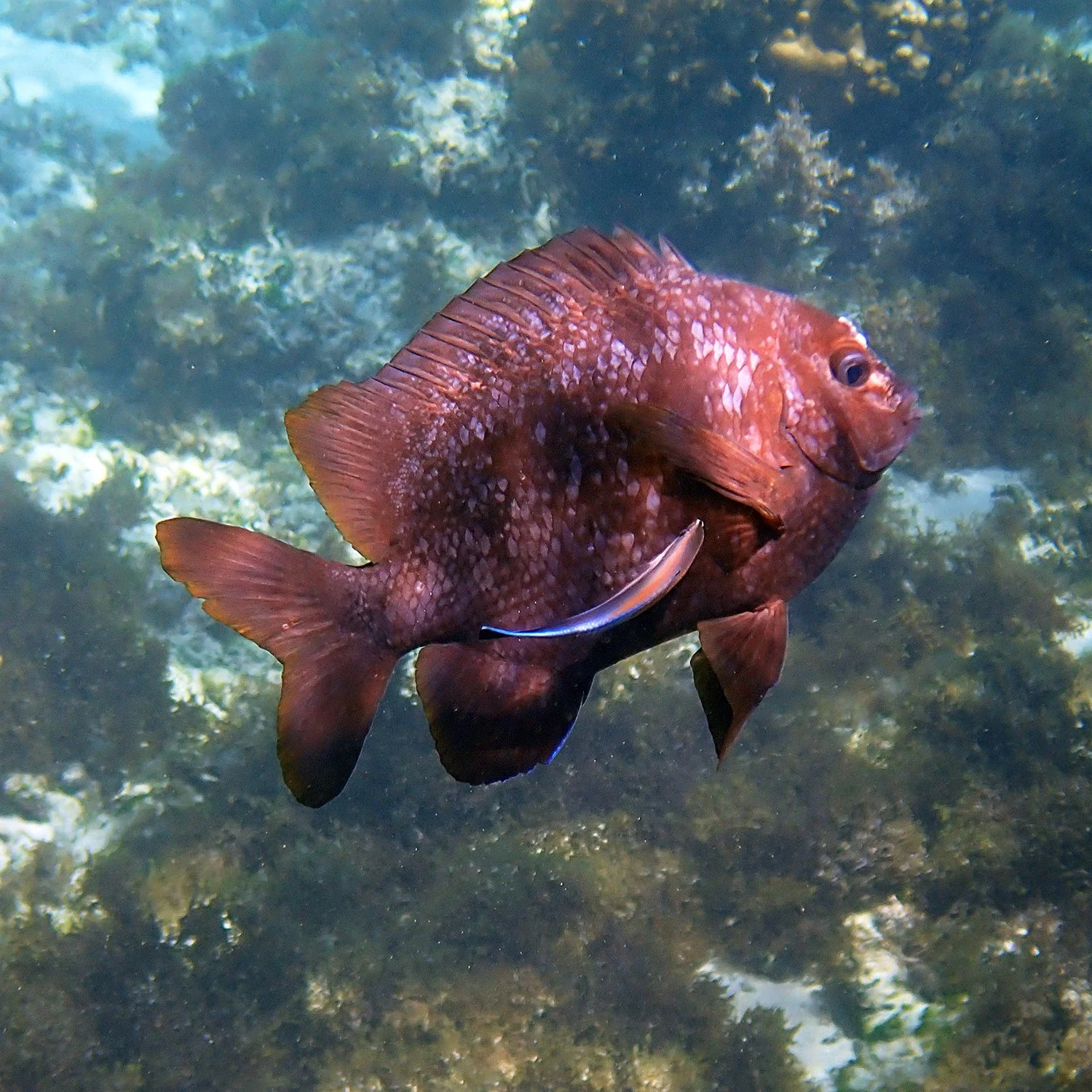 One small fish for one big job — Norfolk Island's Reef