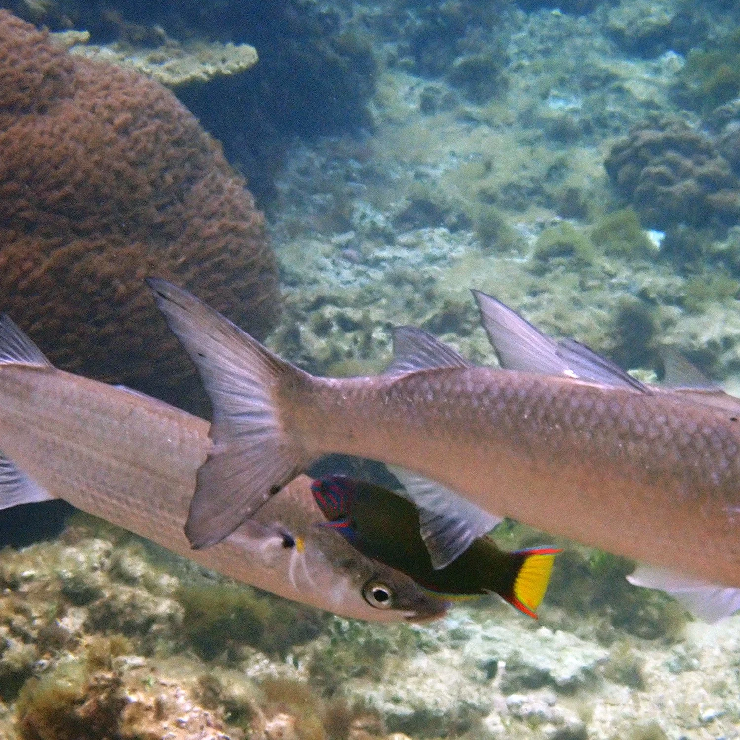 One small fish for one big job — Norfolk Island's Reef