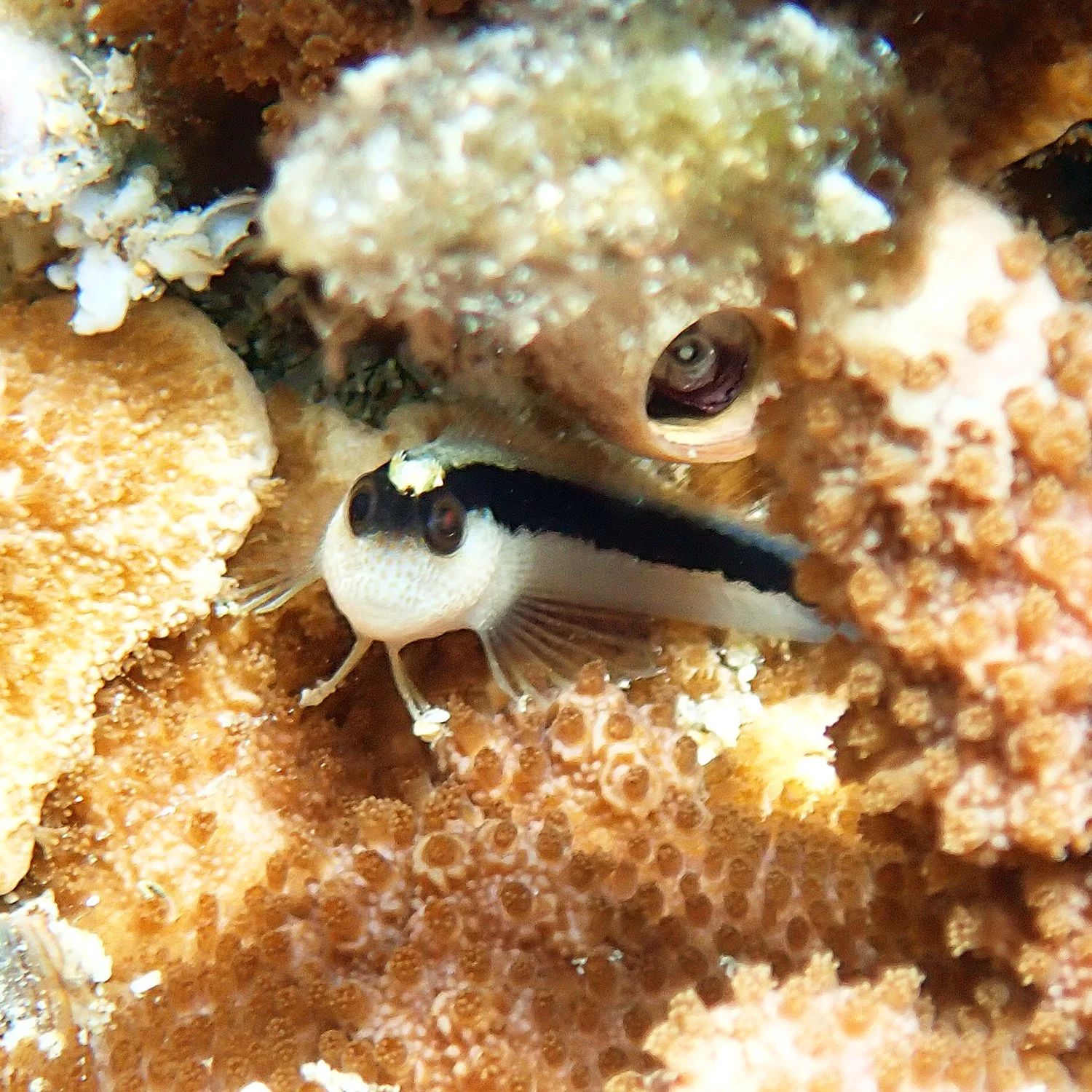 Norfolk Island's endemics on record — Norfolk Island's Reef