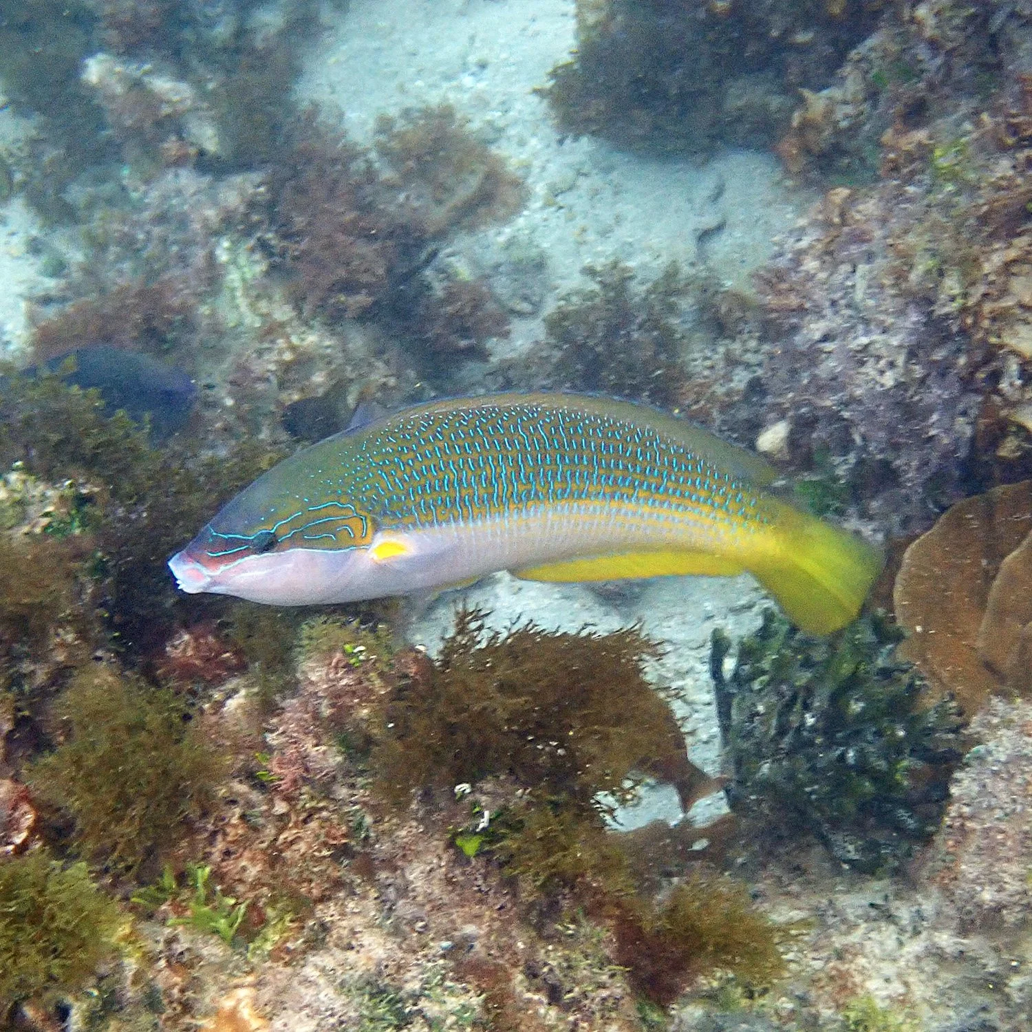 Ageing elegantly – the elegant wrasse's lifecycle — Norfolk Island's Reef