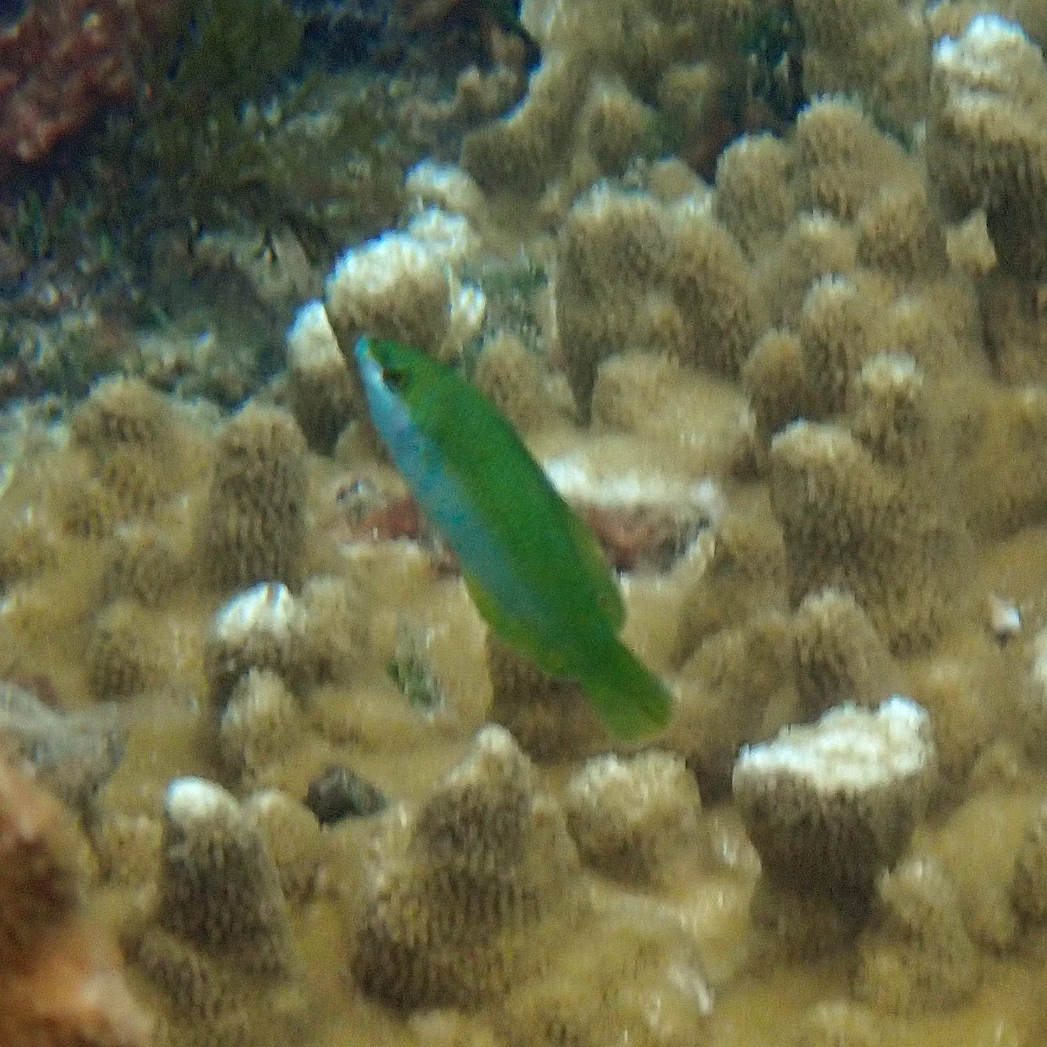 Ageing elegantly – the elegant wrasse's lifecycle — Norfolk Island's Reef