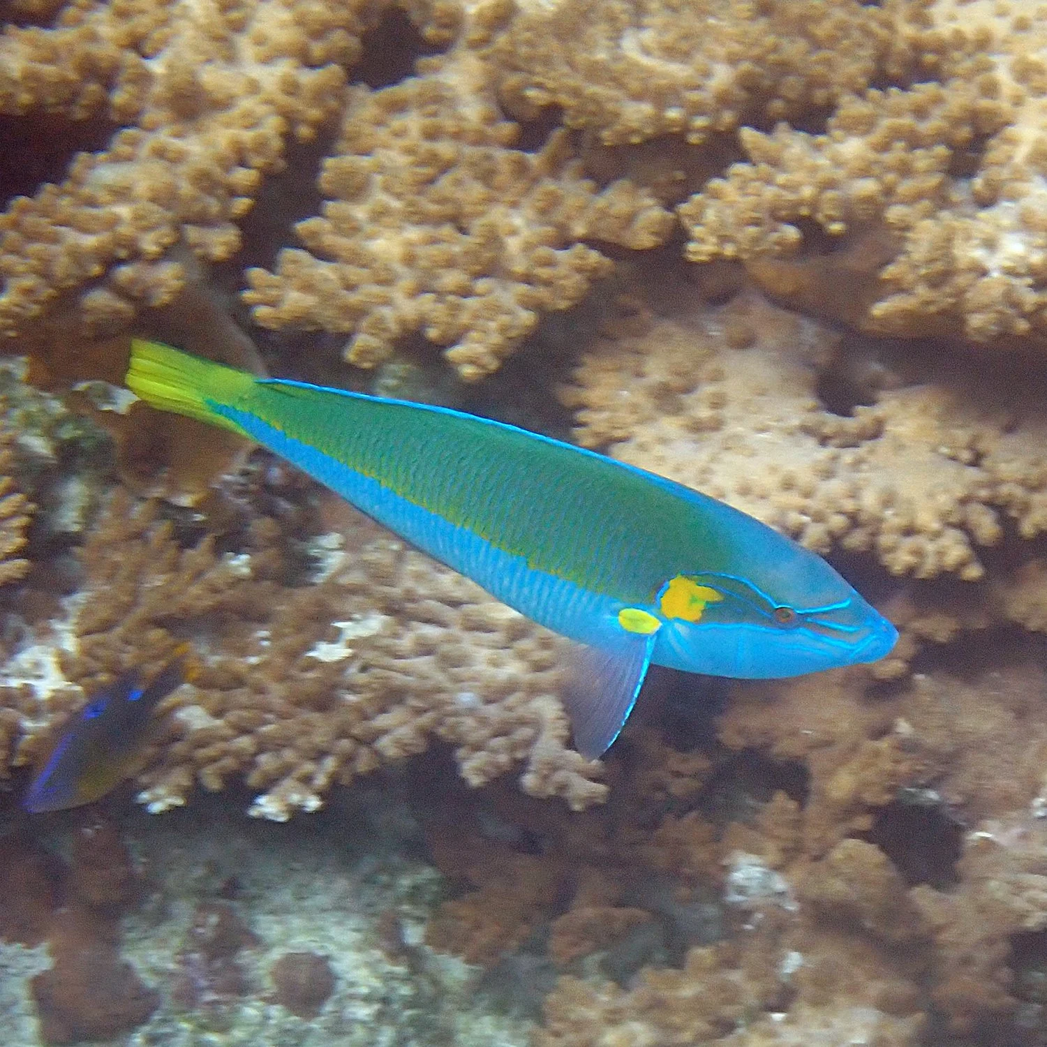 Ageing elegantly – the elegant wrasse's lifecycle — Norfolk Island's Reef