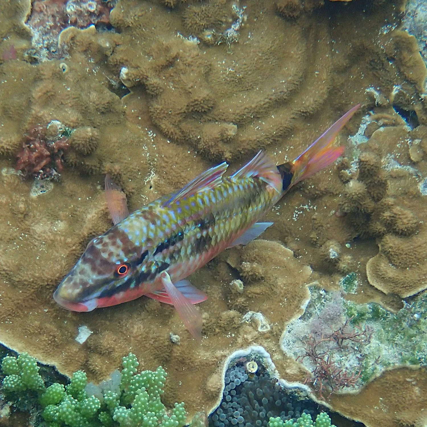 By the hair of a goatfish's chinny chin chin! — Norfolk Island's Reef