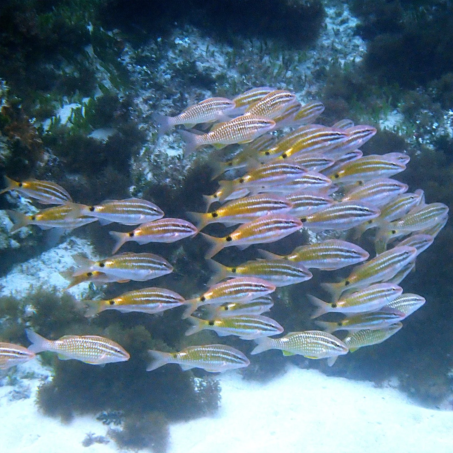 By the hair of a goatfish's chinny chin chin! — Norfolk Island's Reef