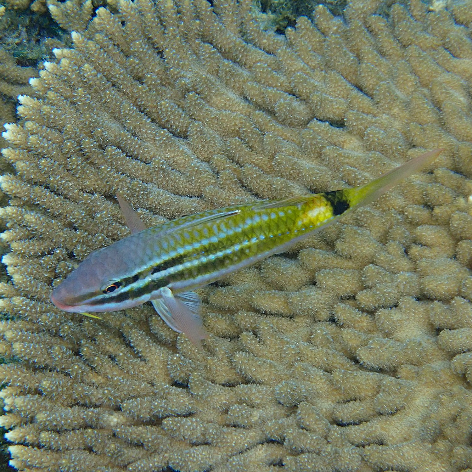 By the hair of a goatfish's chinny chin chin! — Norfolk Island's Reef