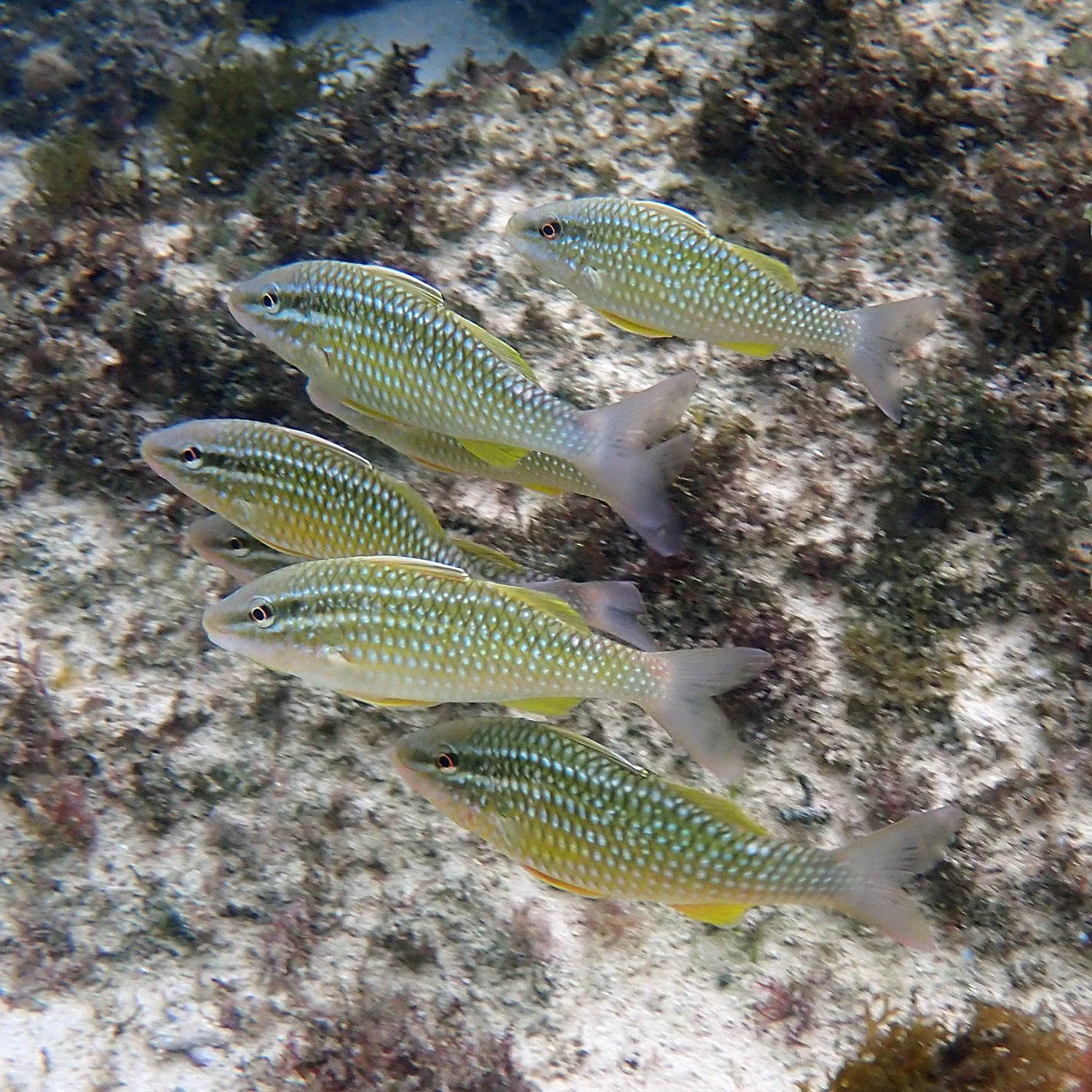 By the hair of a goatfish's chinny chin chin! — Norfolk Island's Reef
