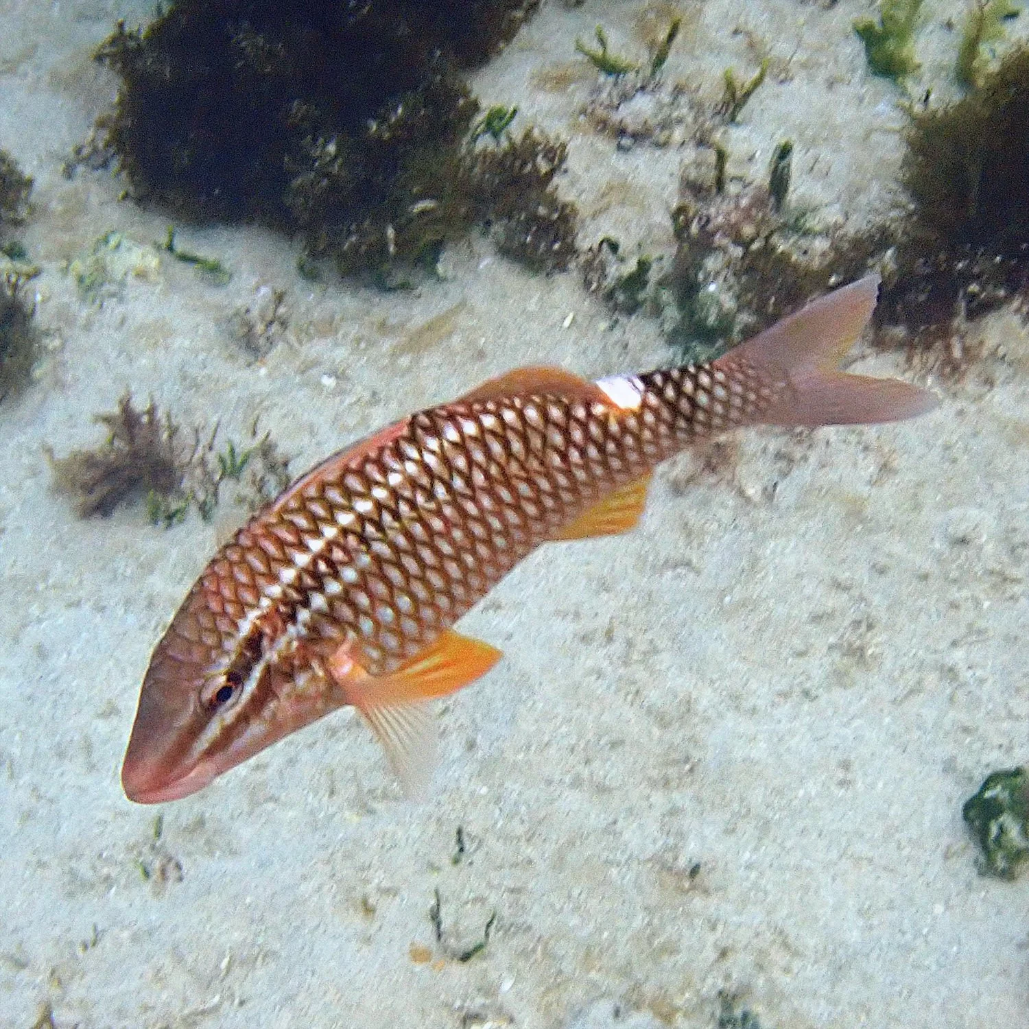 By the hair of a goatfish's chinny chin chin! — Norfolk Island's Reef