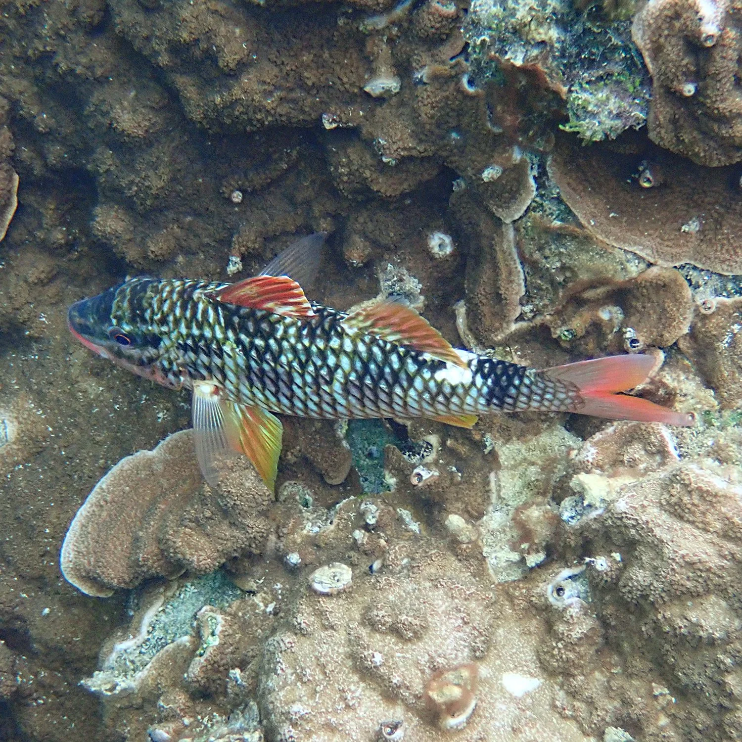 By the hair of a goatfish's chinny chin chin! — Norfolk Island's Reef