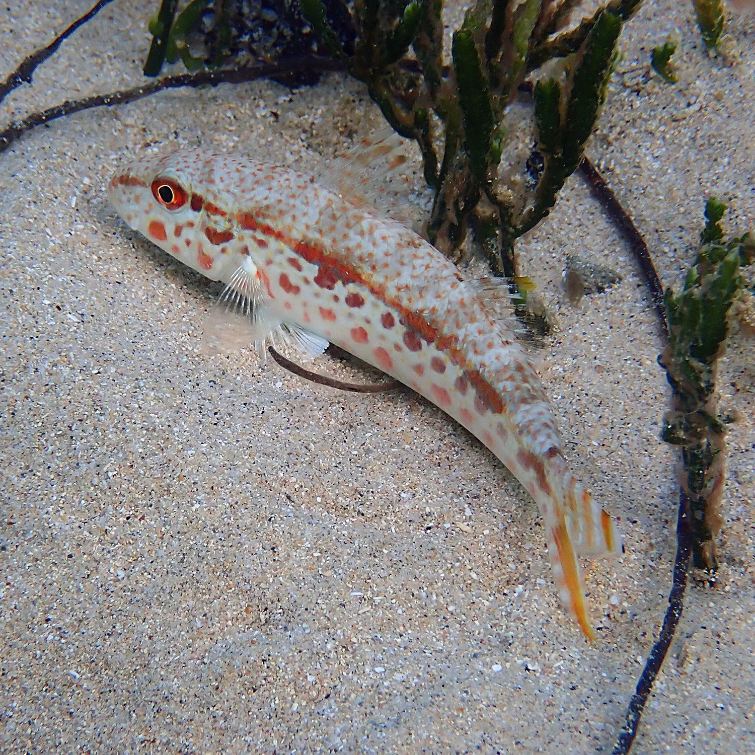 By the hair of a goatfish's chinny chin chin! — Norfolk Island's Reef