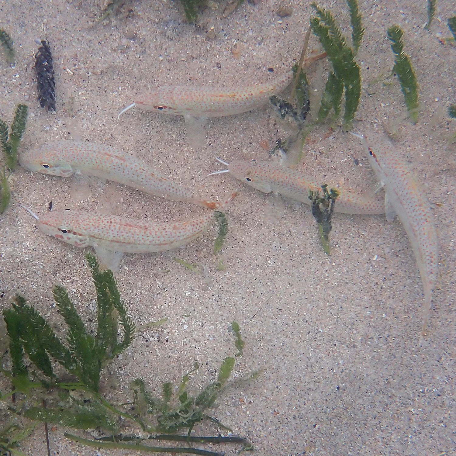 By the hair of a goatfish's chinny chin chin! — Norfolk Island's Reef