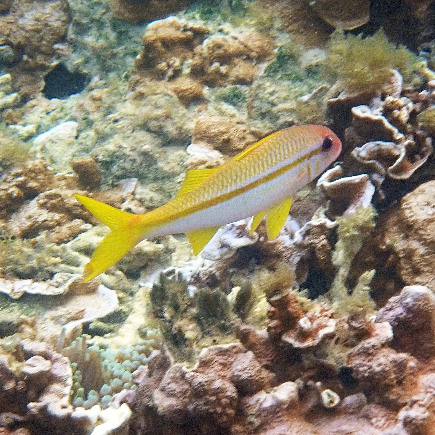 By the hair of a goatfish's chinny chin chin! — Norfolk Island's Reef