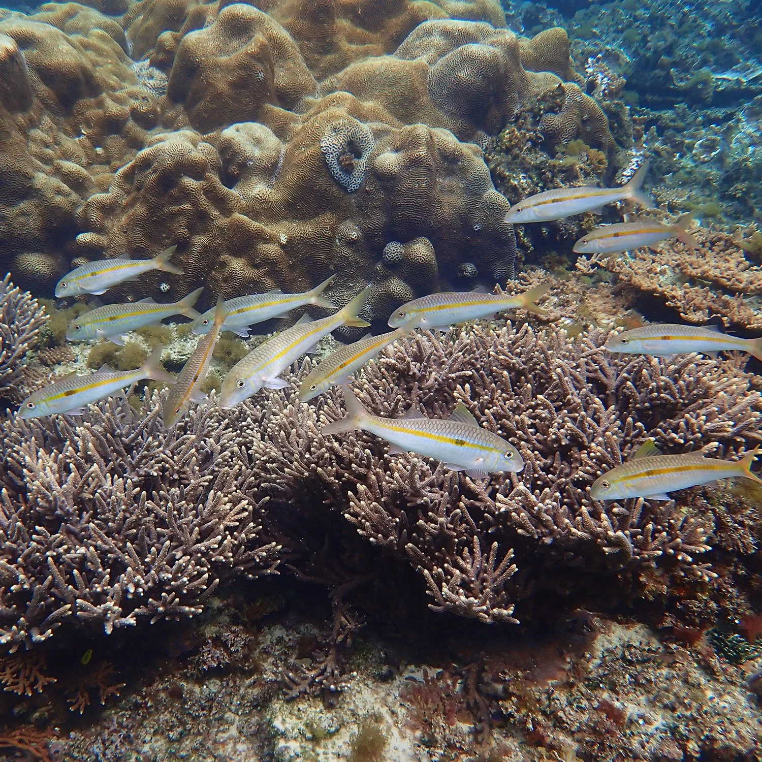By the hair of a goatfish's chinny chin chin! — Norfolk Island's Reef