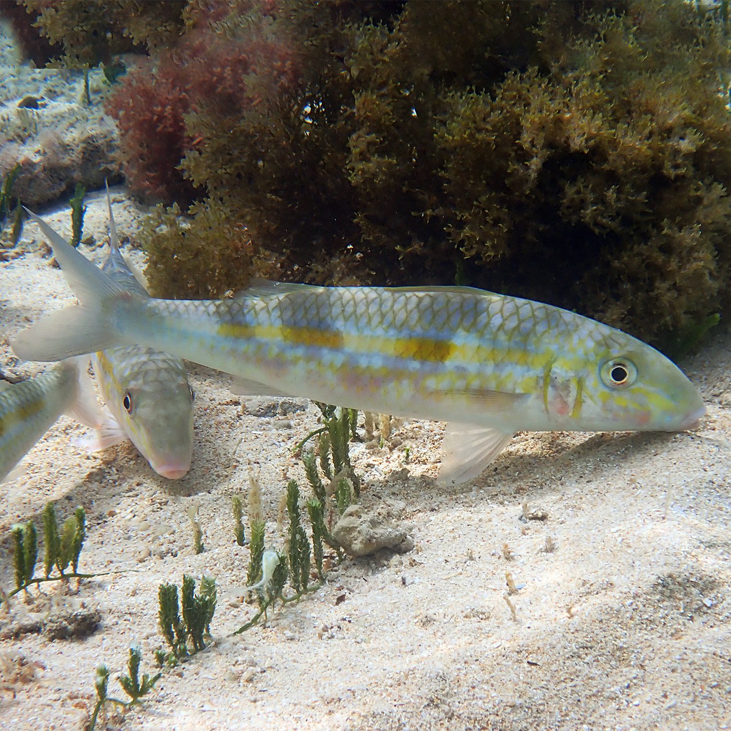 By the hair of a goatfish's chinny chin chin! — Norfolk Island's Reef