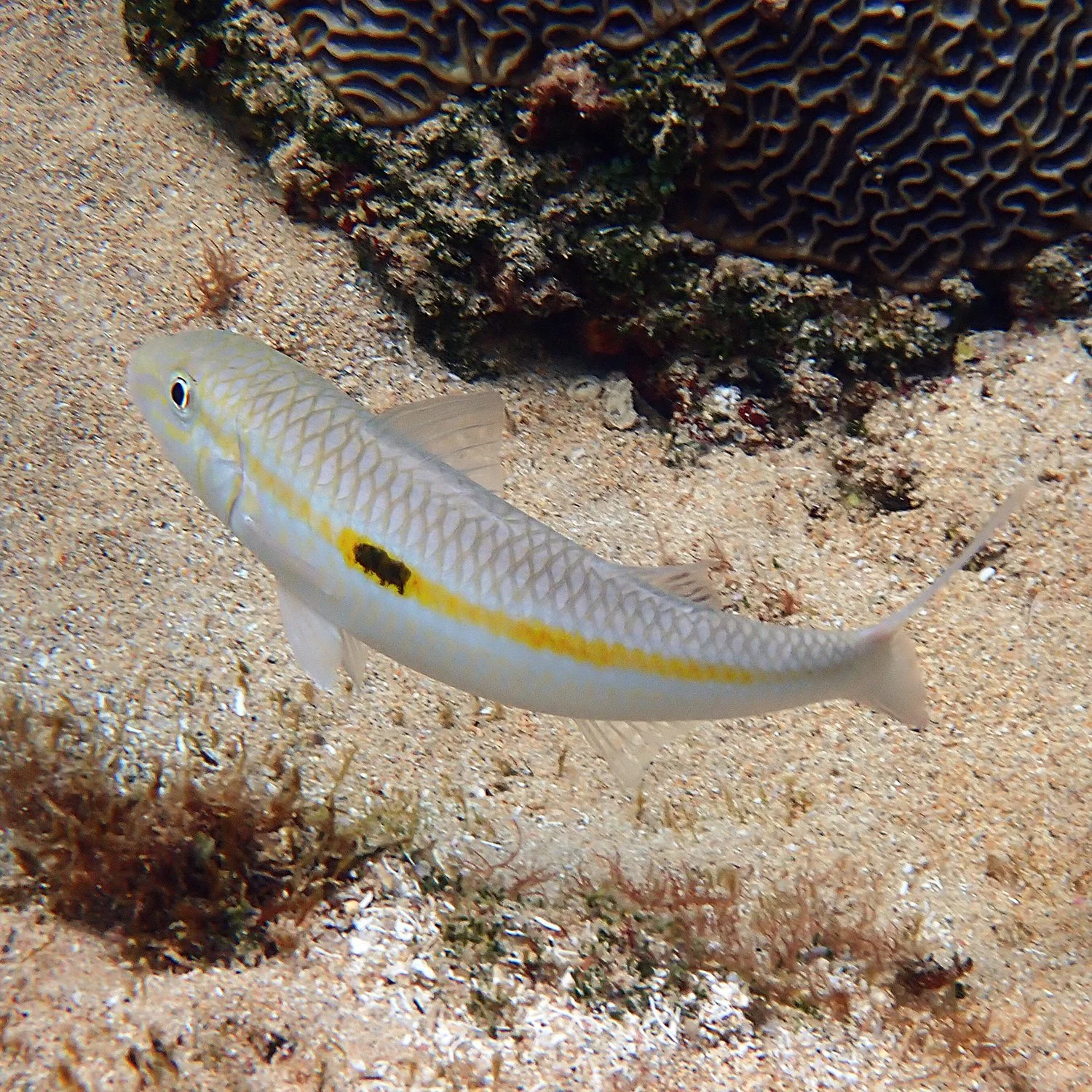 By the hair of a goatfish's chinny chin chin! — Norfolk Island's Reef