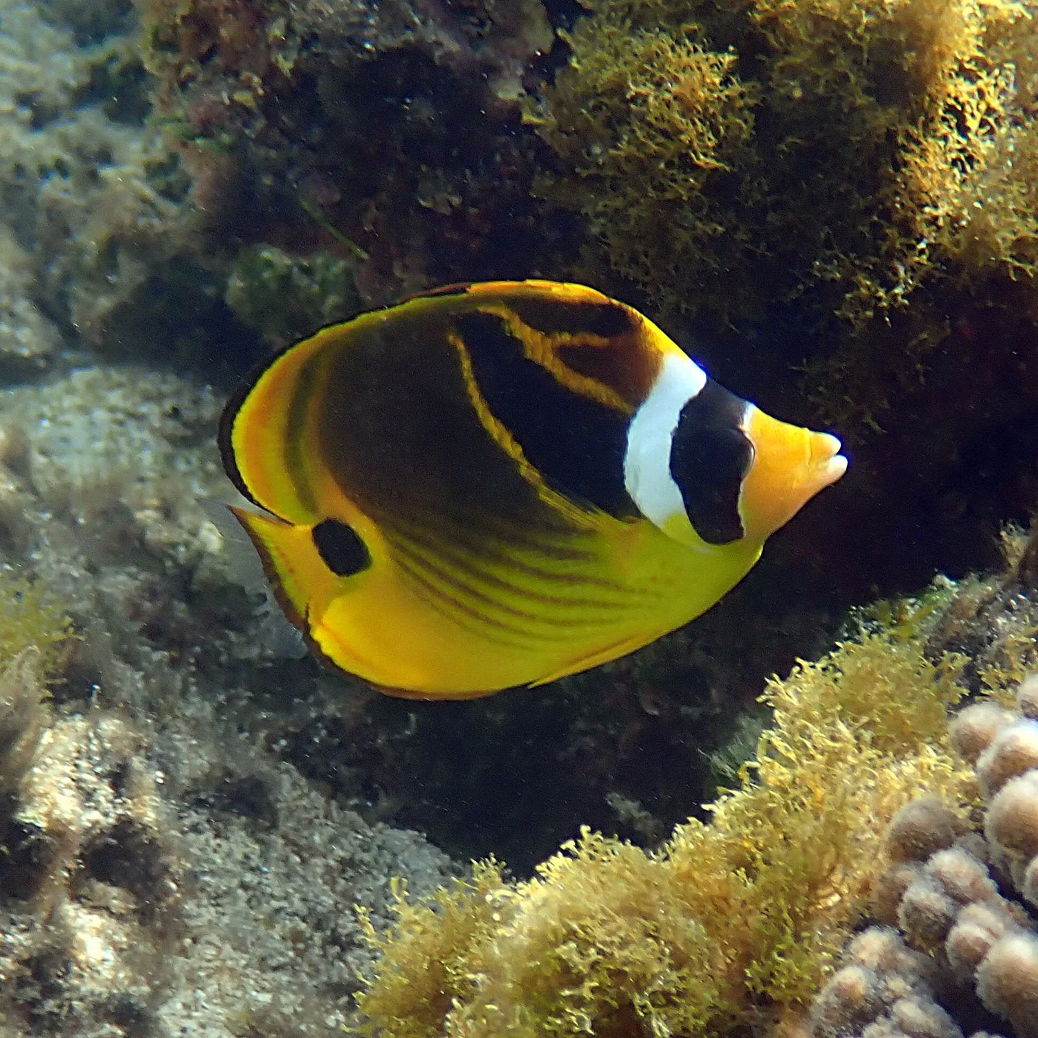 Butterfly, flutterbyfish — Norfolk Island's Reef