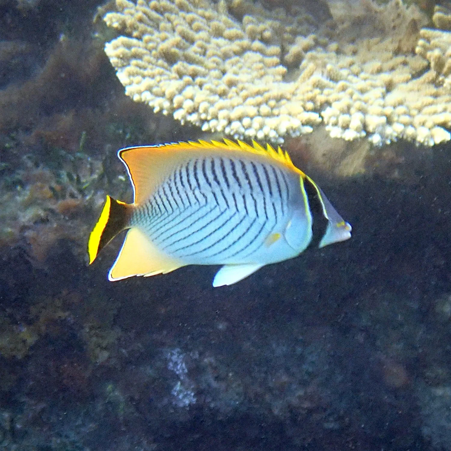 Butterfly, flutterbyfish — Norfolk Island's Reef
