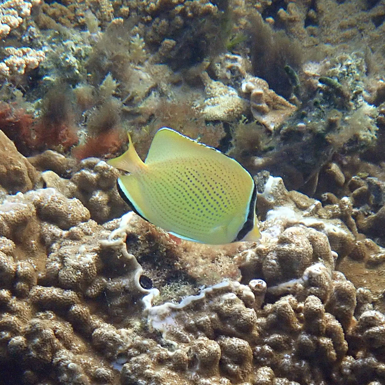 Butterfly, flutterbyfish — Norfolk Island's Reef