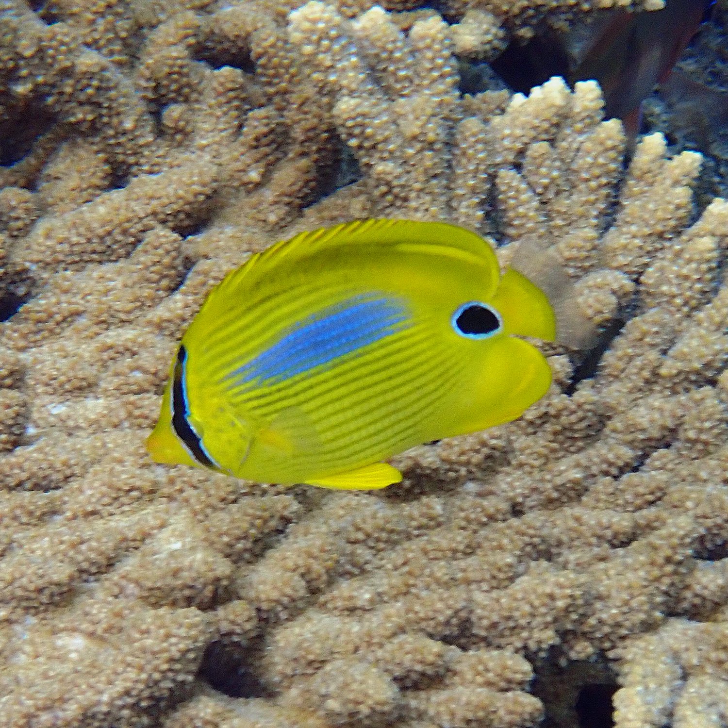 Butterfly, flutterbyfish — Norfolk Island's Reef