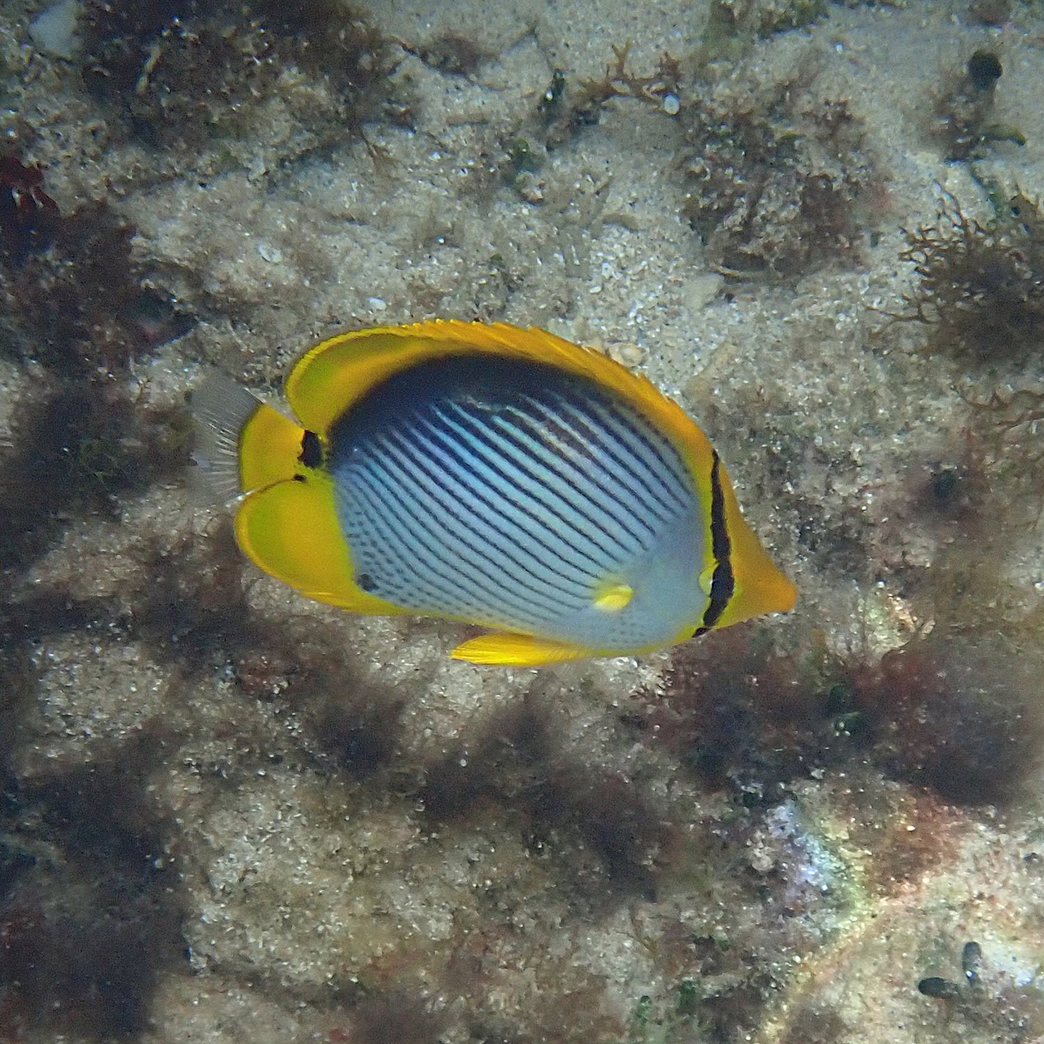 Butterfly, flutterbyfish — Norfolk Island's Reef