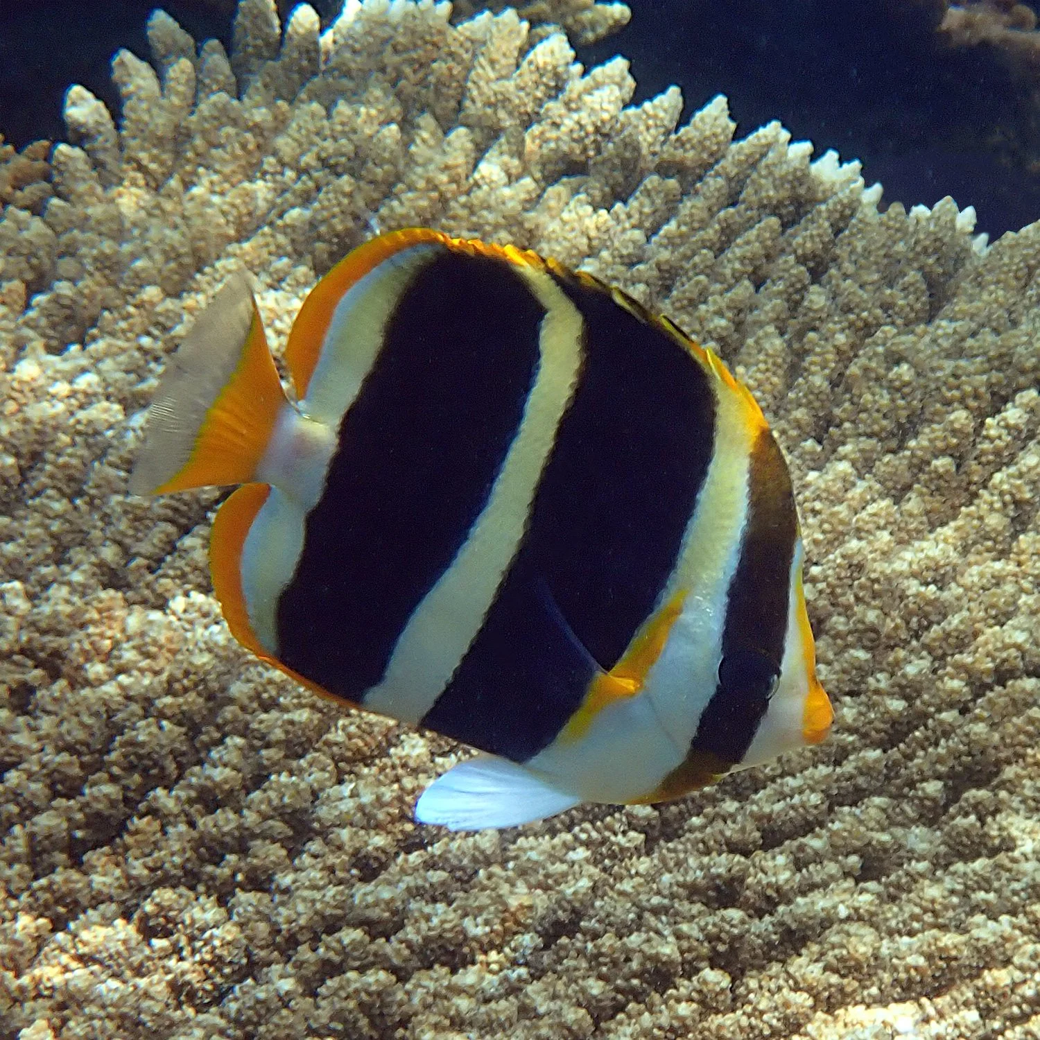 Butterfly, flutterbyfish — Norfolk Island's Reef