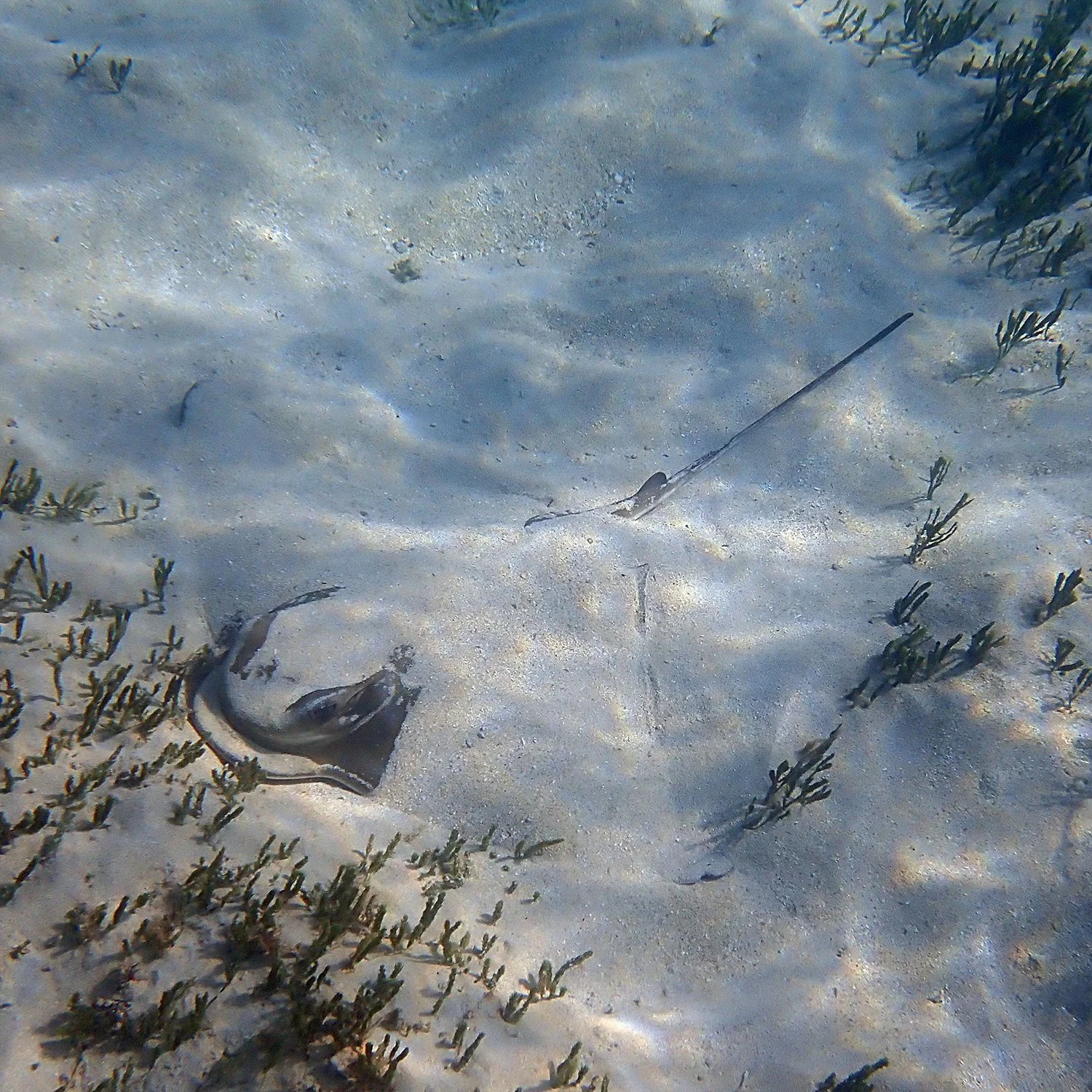 Beneath the waves in Emily Bay, Norfolk Island — Norfolk Island's Reef