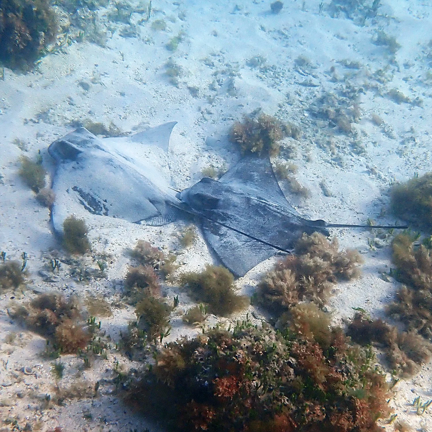 Beneath the waves in Emily Bay, Norfolk Island — Norfolk Island's Reef
