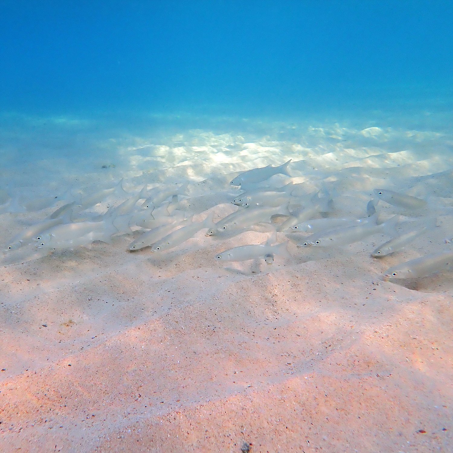 Beneath the waves in Emily Bay, Norfolk Island — Norfolk Island's Reef