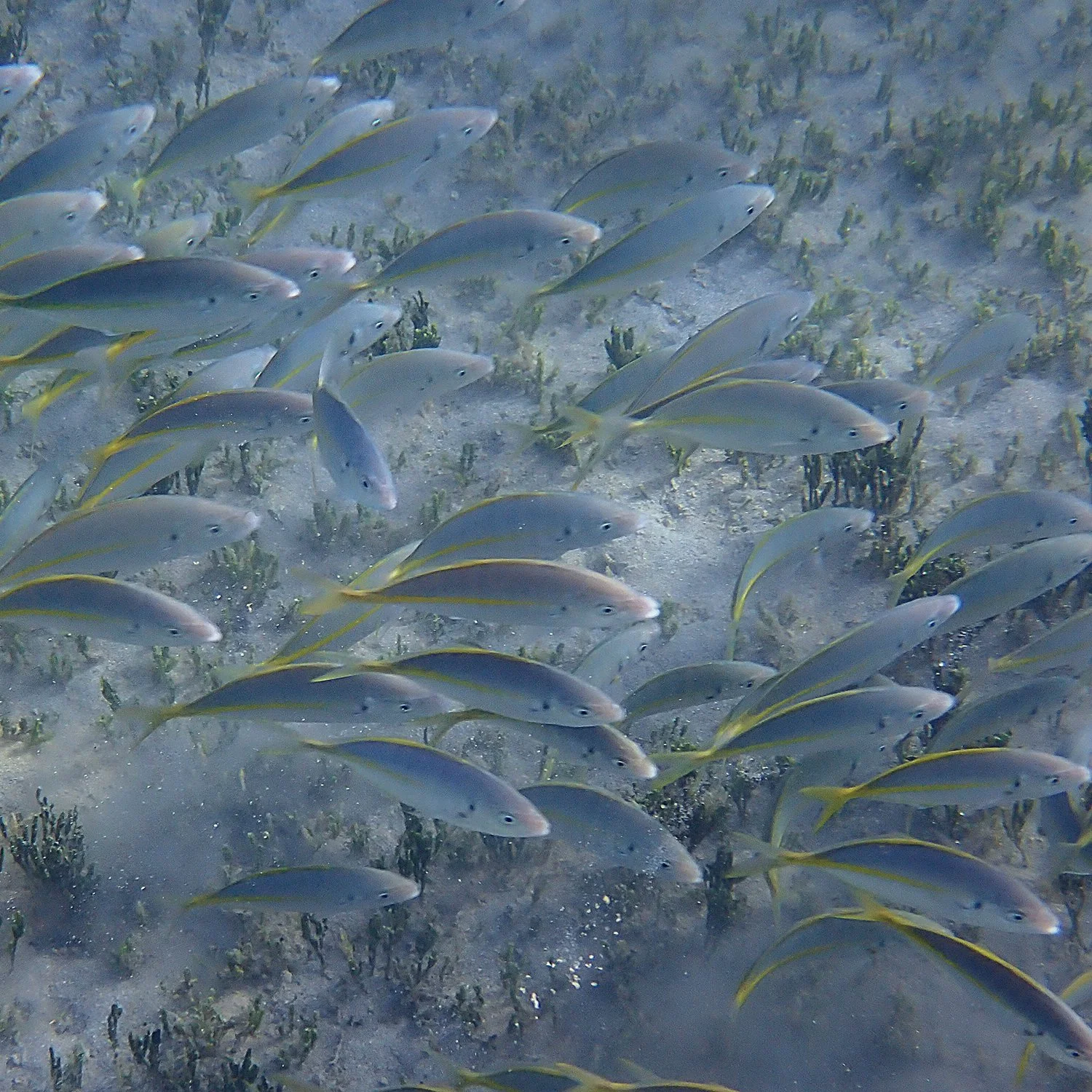 Beneath the waves in Emily Bay, Norfolk Island — Norfolk Island's Reef
