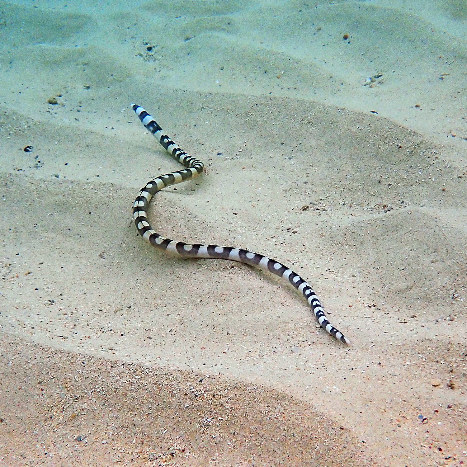 Beneath the waves in Emily Bay, Norfolk Island — Norfolk Island's Reef